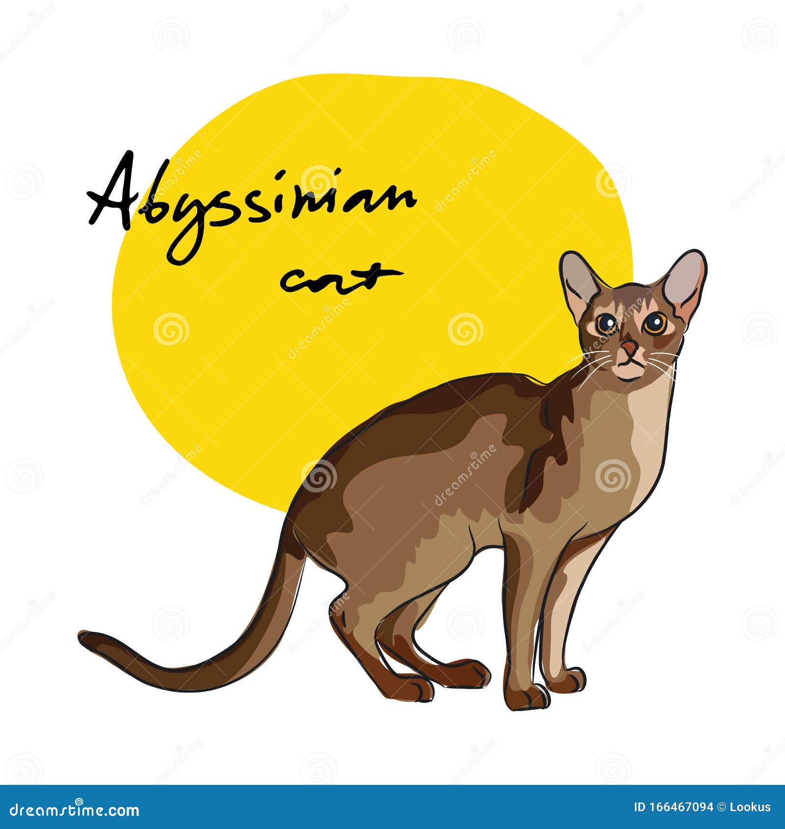 Abyssinian Cat, Vector Illustration Stock Vector - Illustration of ...