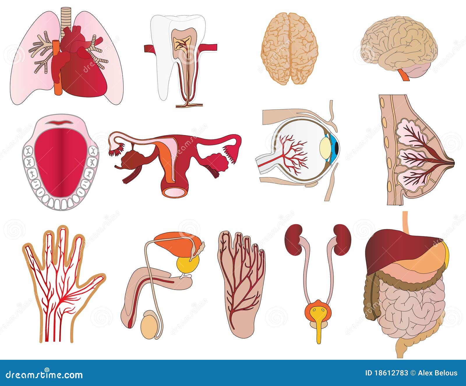 Vector Een Reeks Organismen Een Lever Vector Illustratie - Illustration ...