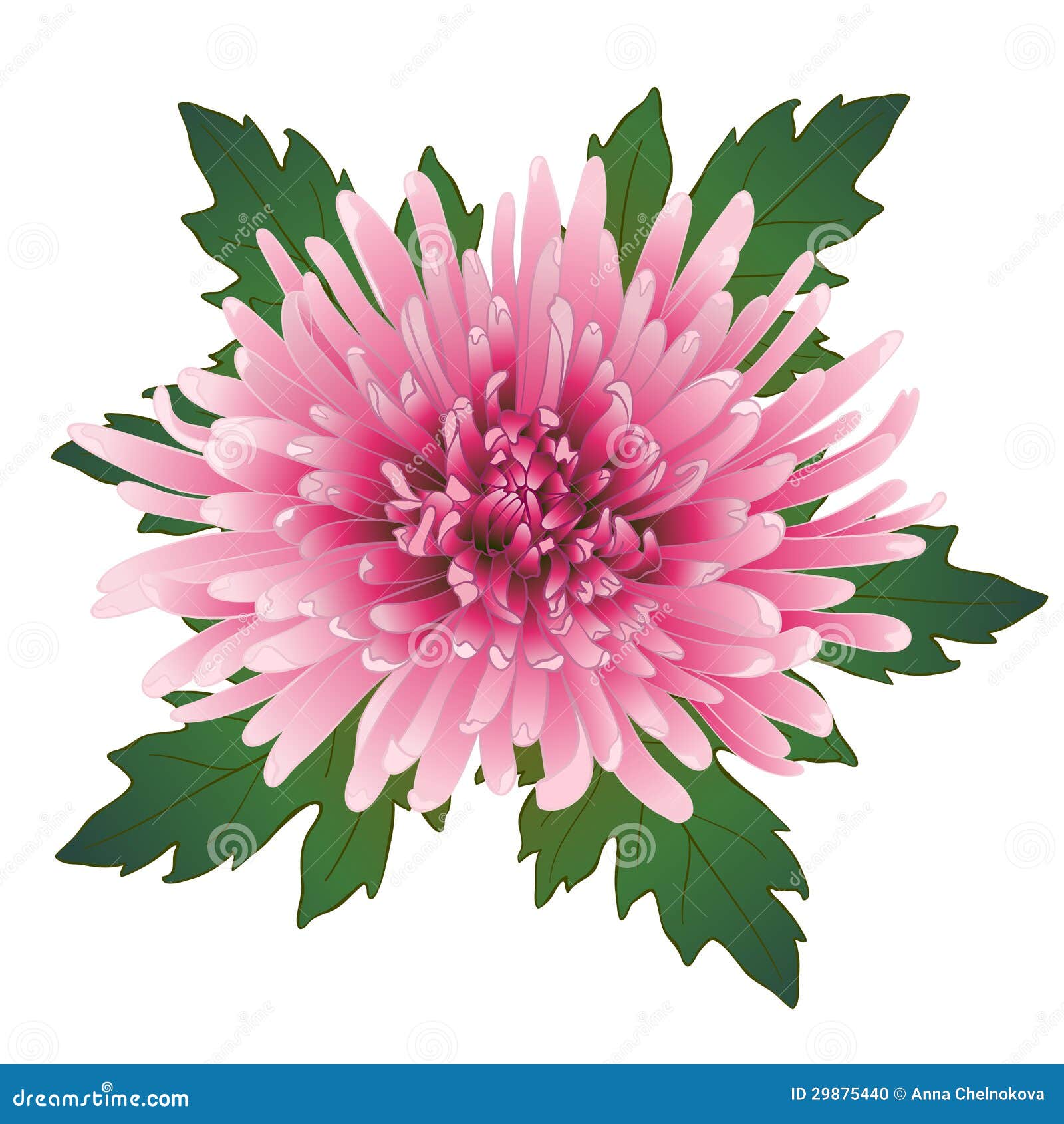 Flor Del Crisantemo Del Vector. Ilustración del Vector - Ilustración de ...