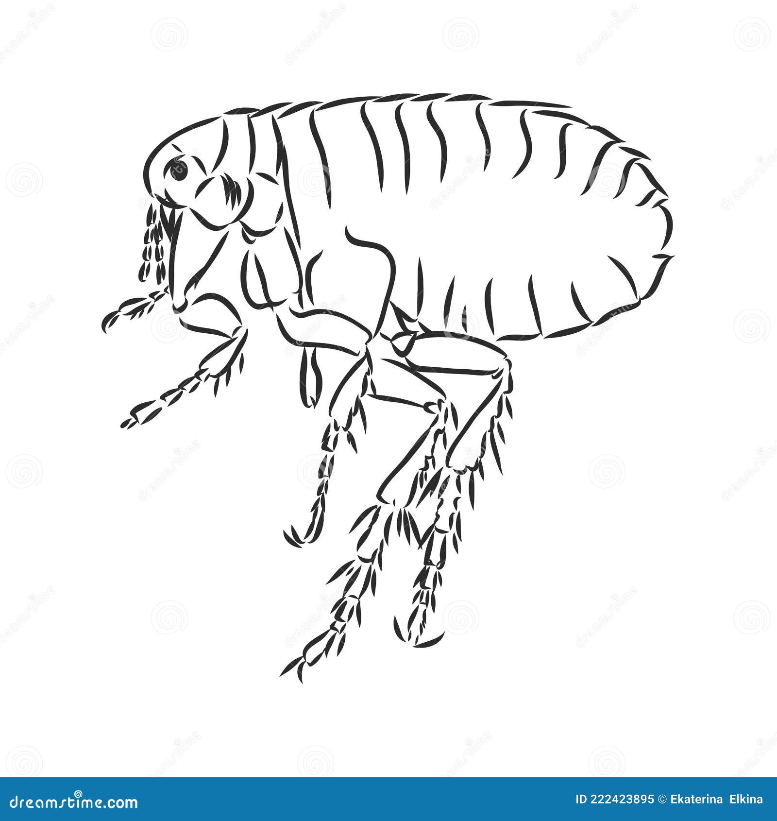 Flea Isolated On White Background. Cartoon Insect Pest. Vector ...