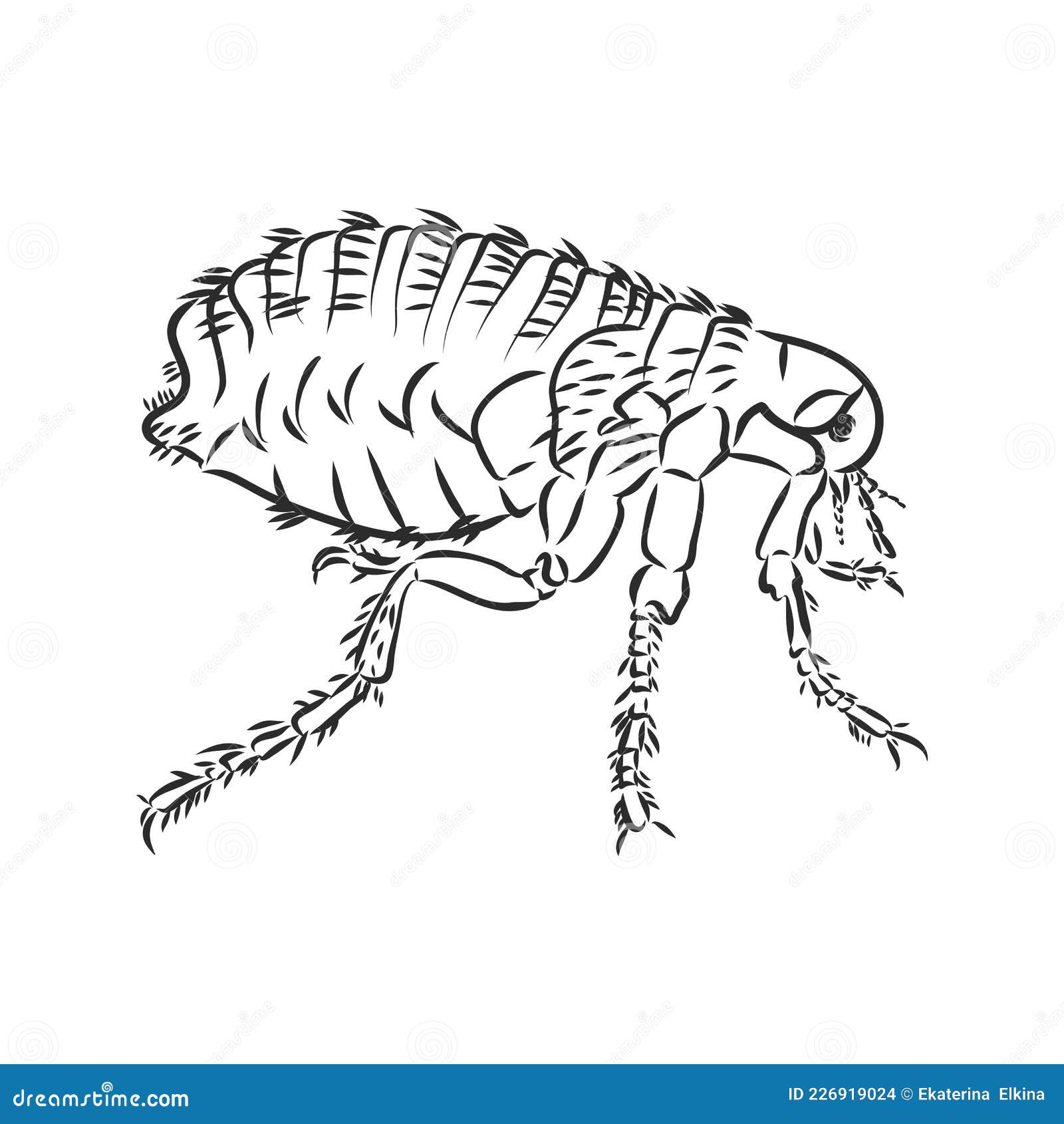 Vector Engraving Antique Illustration of Flea Isolated on White ...