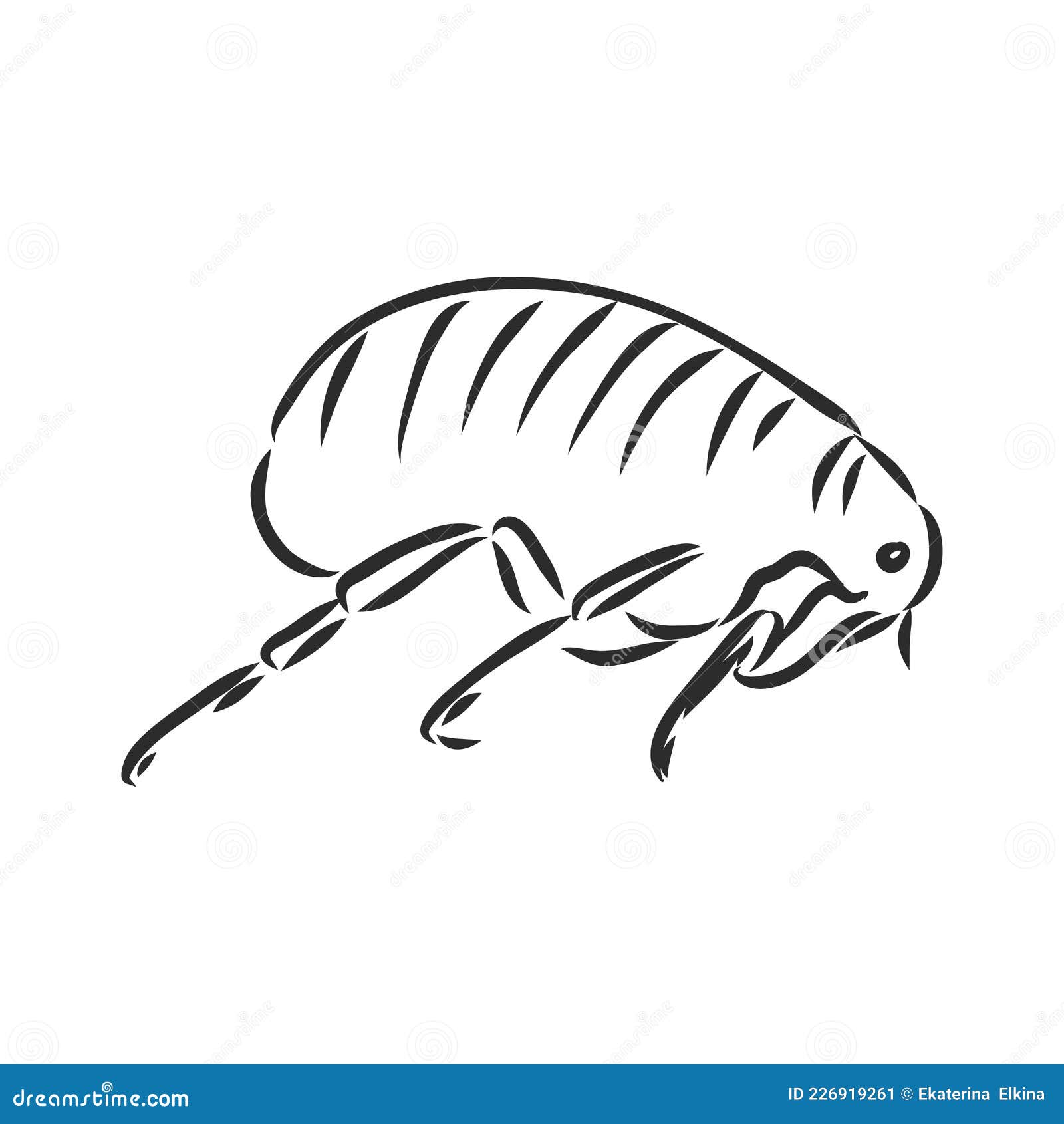 Vector Engraving Antique Illustration of Flea Isolated on White ...