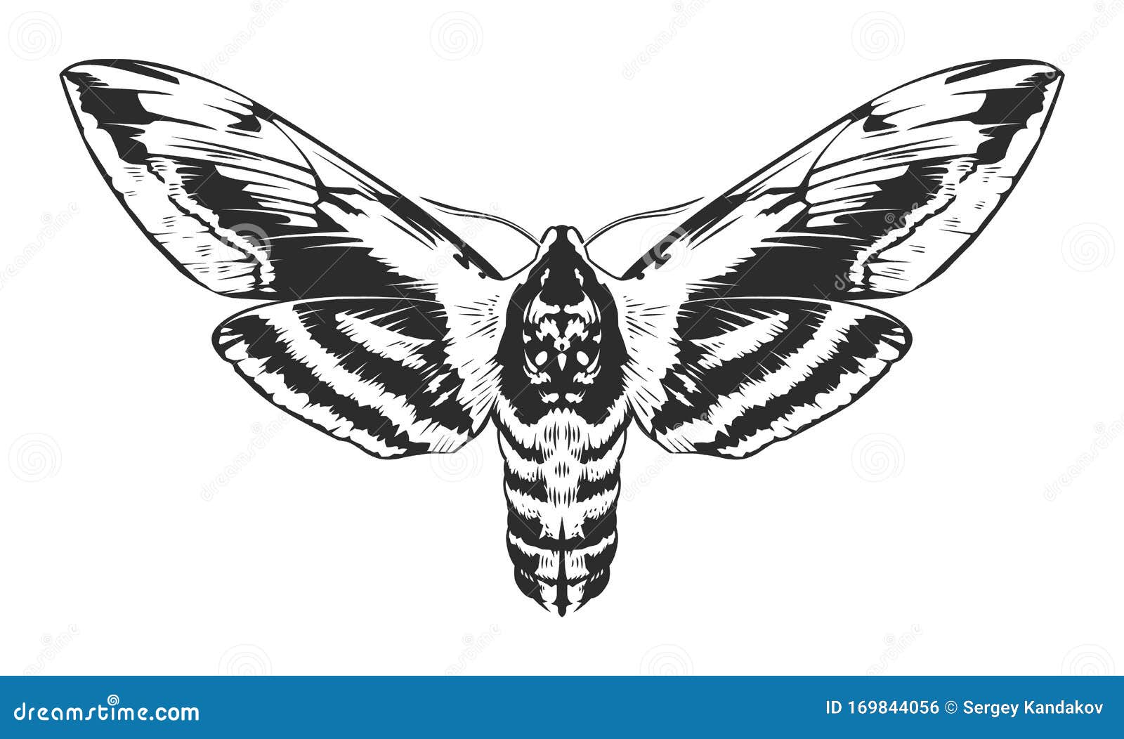 Vector Engraving Insect stock vector. Illustration of etching - 169844056