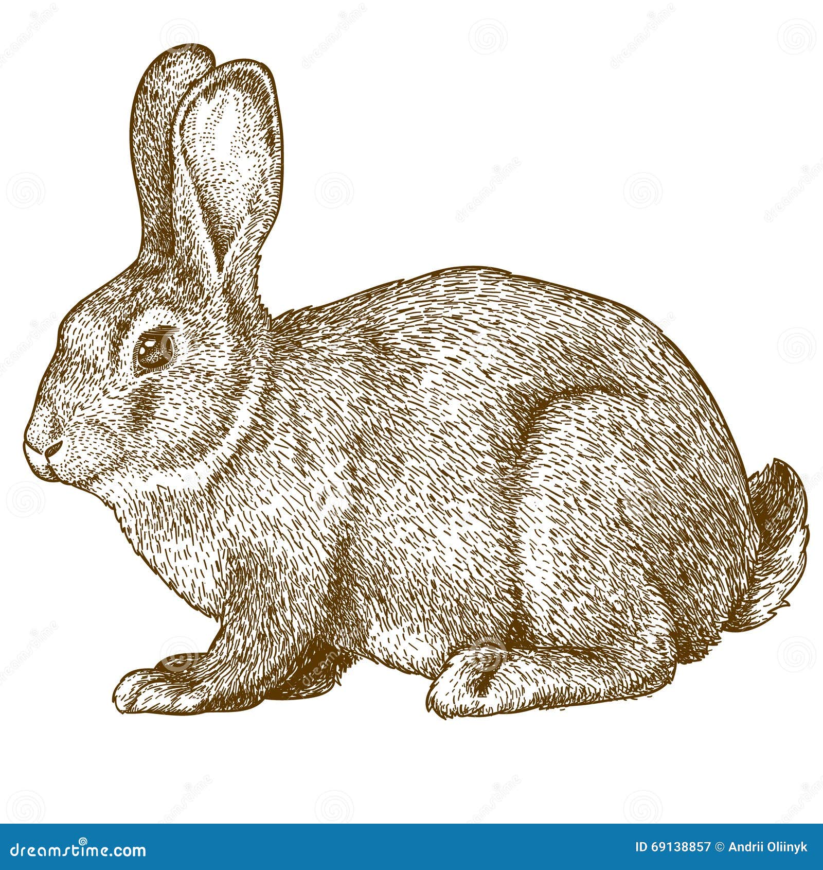 Vector Engraving Rabbit White Background Stock Illustrations – 575 ...