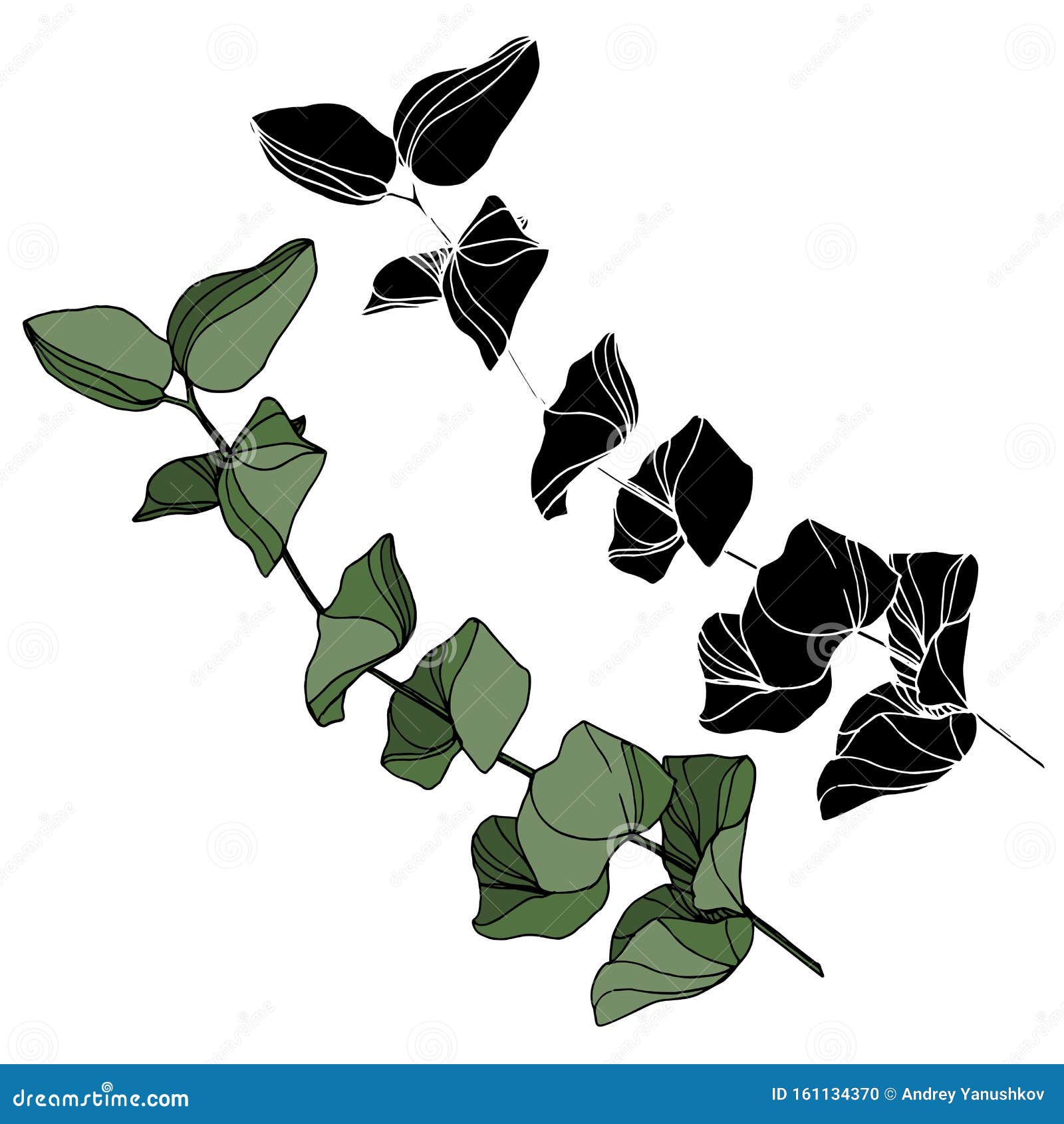 Vector Eucalyptus Tree Leaves. Black and White Engraved Ink Art ...
