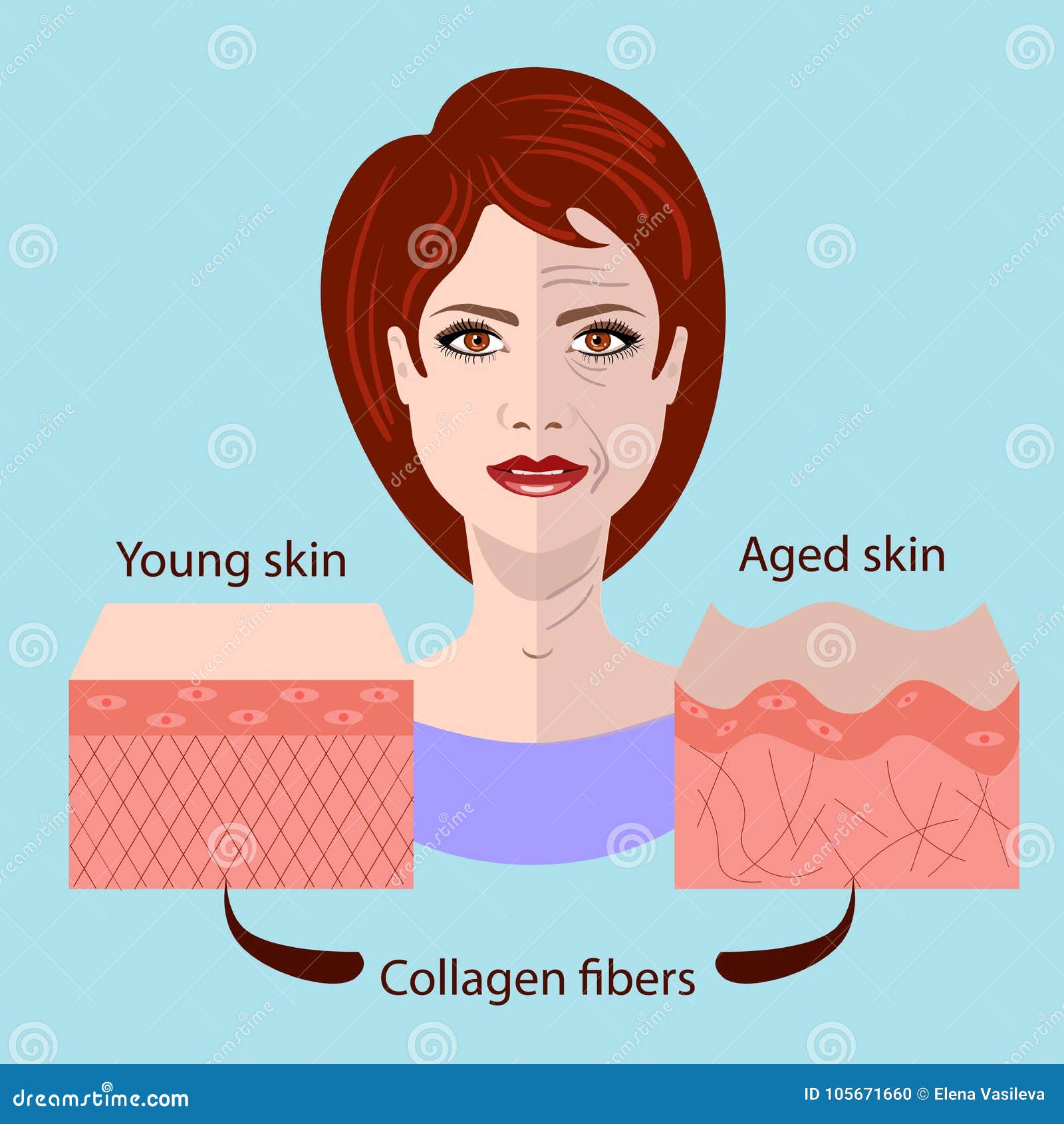 Vector Face and Two Types of Skin - Aged and Young Stock Vector ...