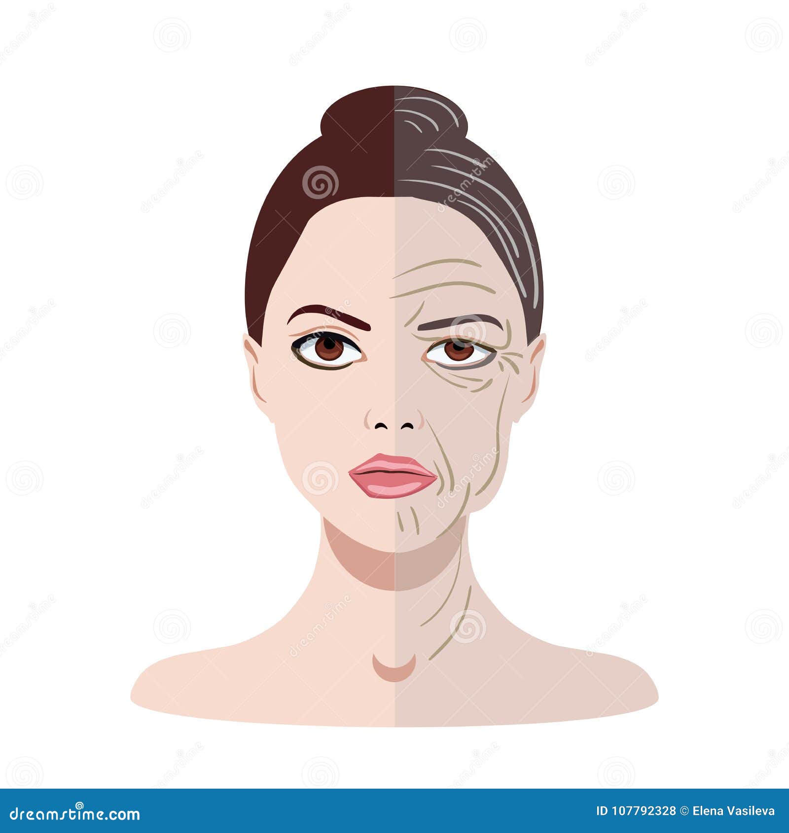 Vector Face with Two Types of Skin, Young and Old Isolated Stock Vector ... Vector Face with Two Types of Skin, Young and Old Isolated Stock Vector ...