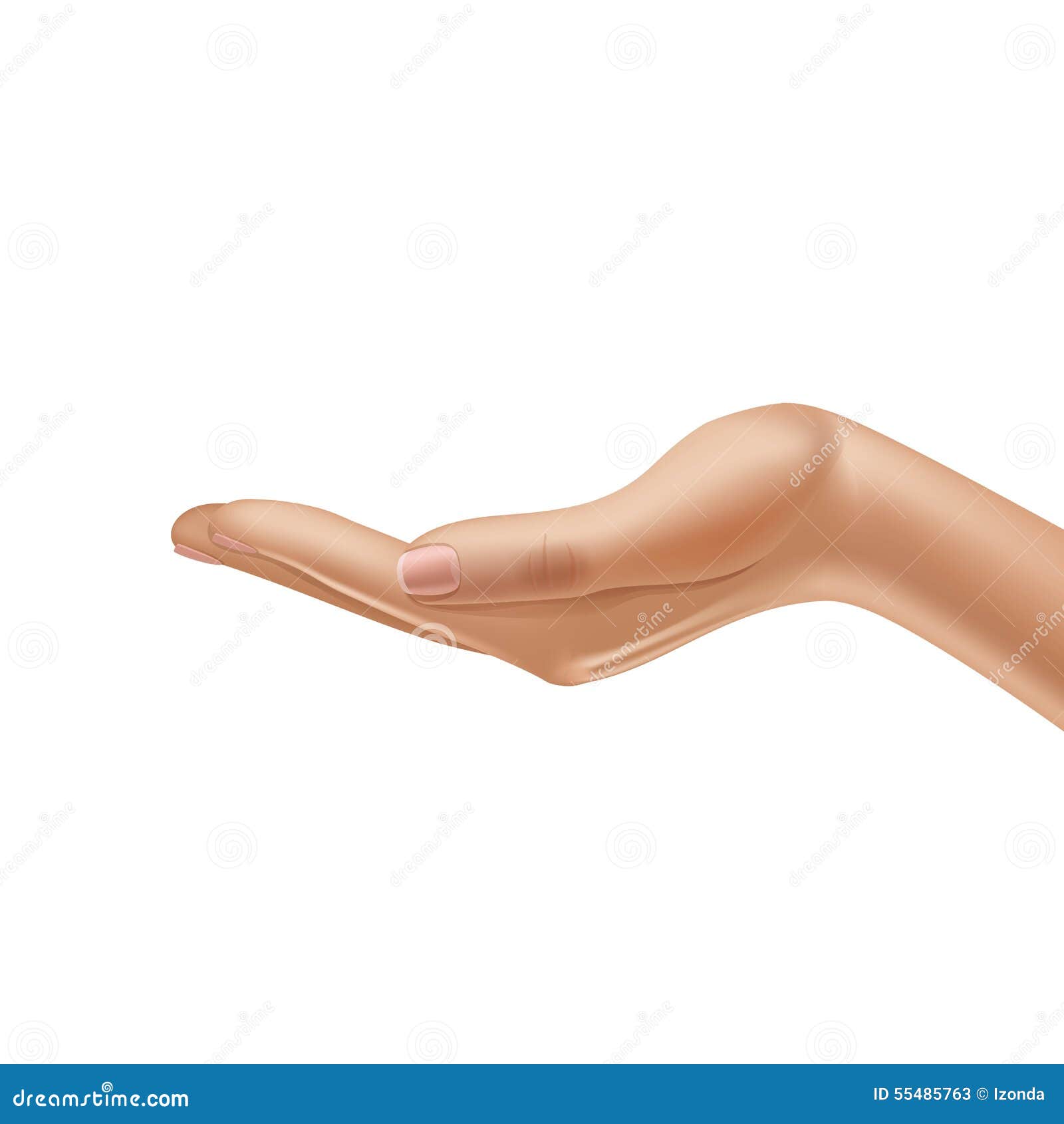 Vector Female Hand Isolated on White Background Stock Vector ...