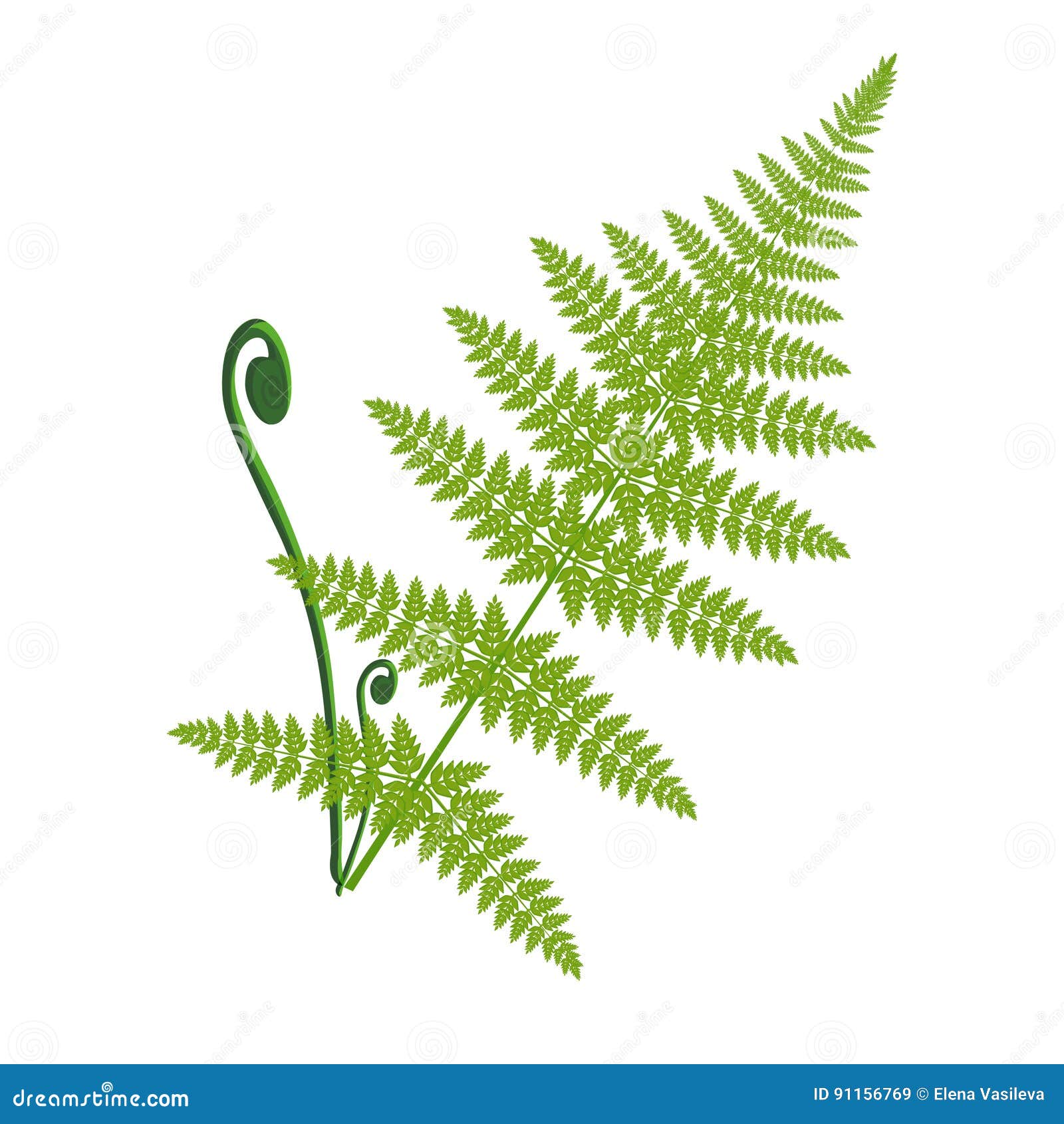 Vector Fern Silhouette Collection. Black Isolated Prints Of Fern Leaves ...