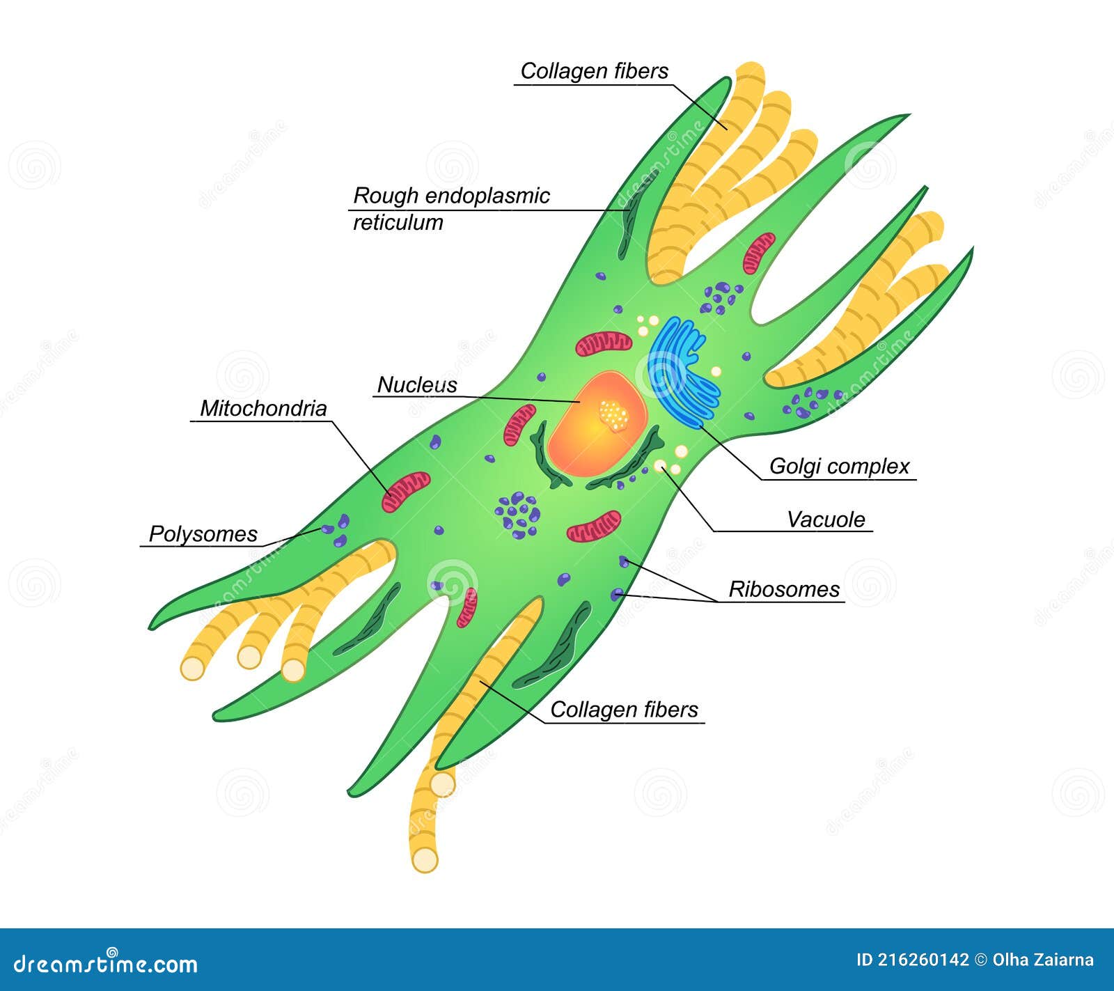 Fibroblast. Structure And Function Cartoon Vector | CartoonDealer.com ...
