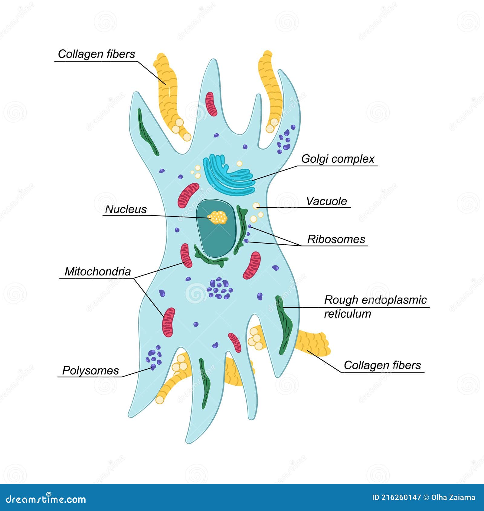 Fibroblast Vector Illustration. Scheme With Extracellular, Elastin ...