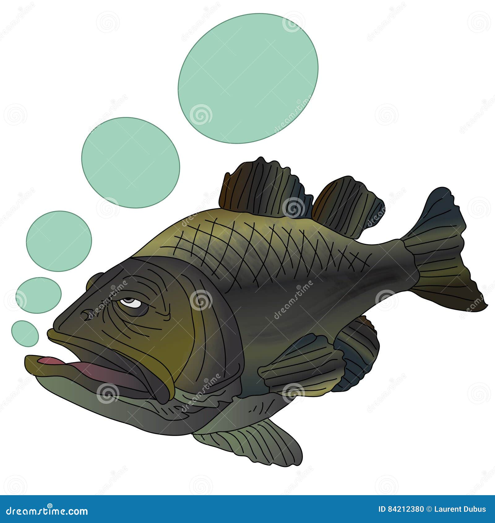 Black Sea Bass Drawing Vector Illustration | CartoonDealer.com #76128674