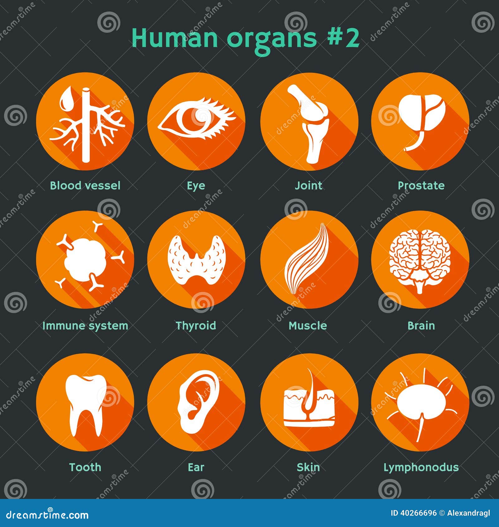 Vector Flat Icons with Human Organs and Systems Stock Vector ...