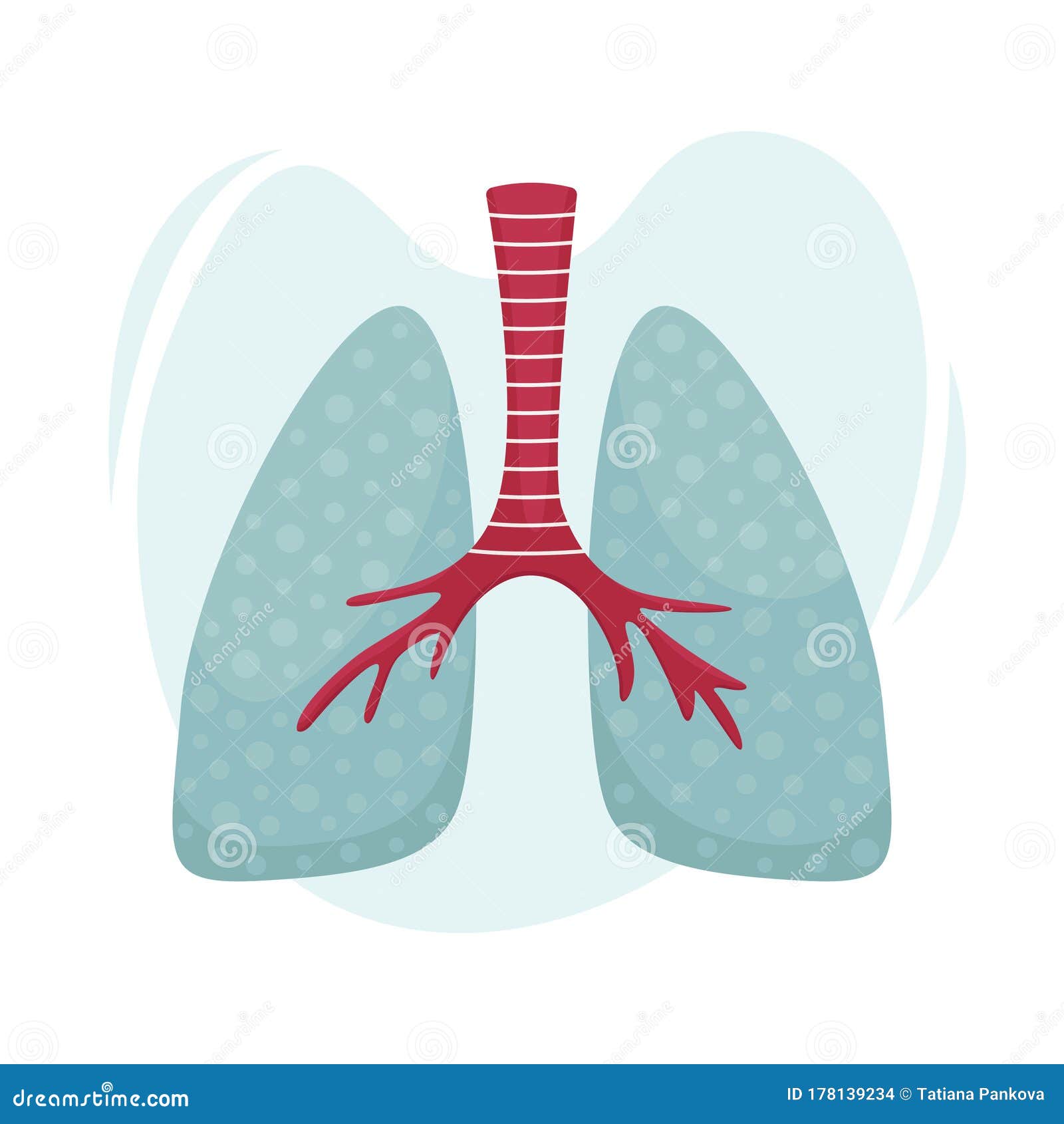 Vector Flat Illustration Of Human Lungs Medical Illustration Stock