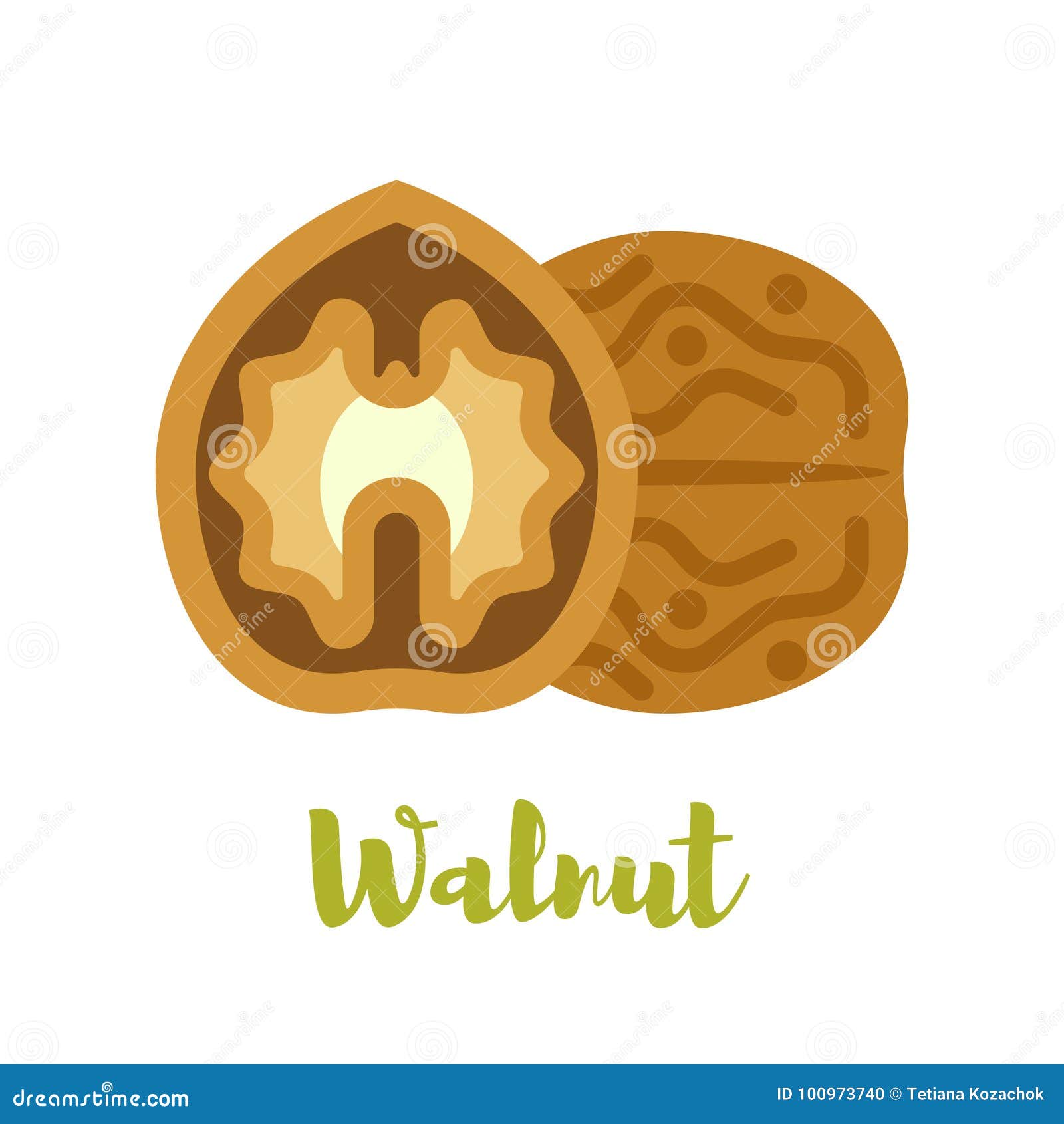 Flat Style Illustration of Walnut. Stock Vector - Illustration of ...