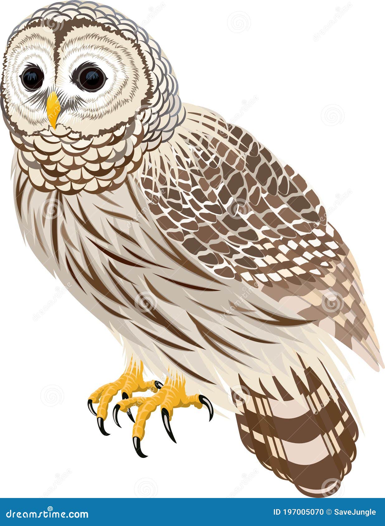 Vector Florida Barred Owl Illustration Stock Vector - Illustration of ...