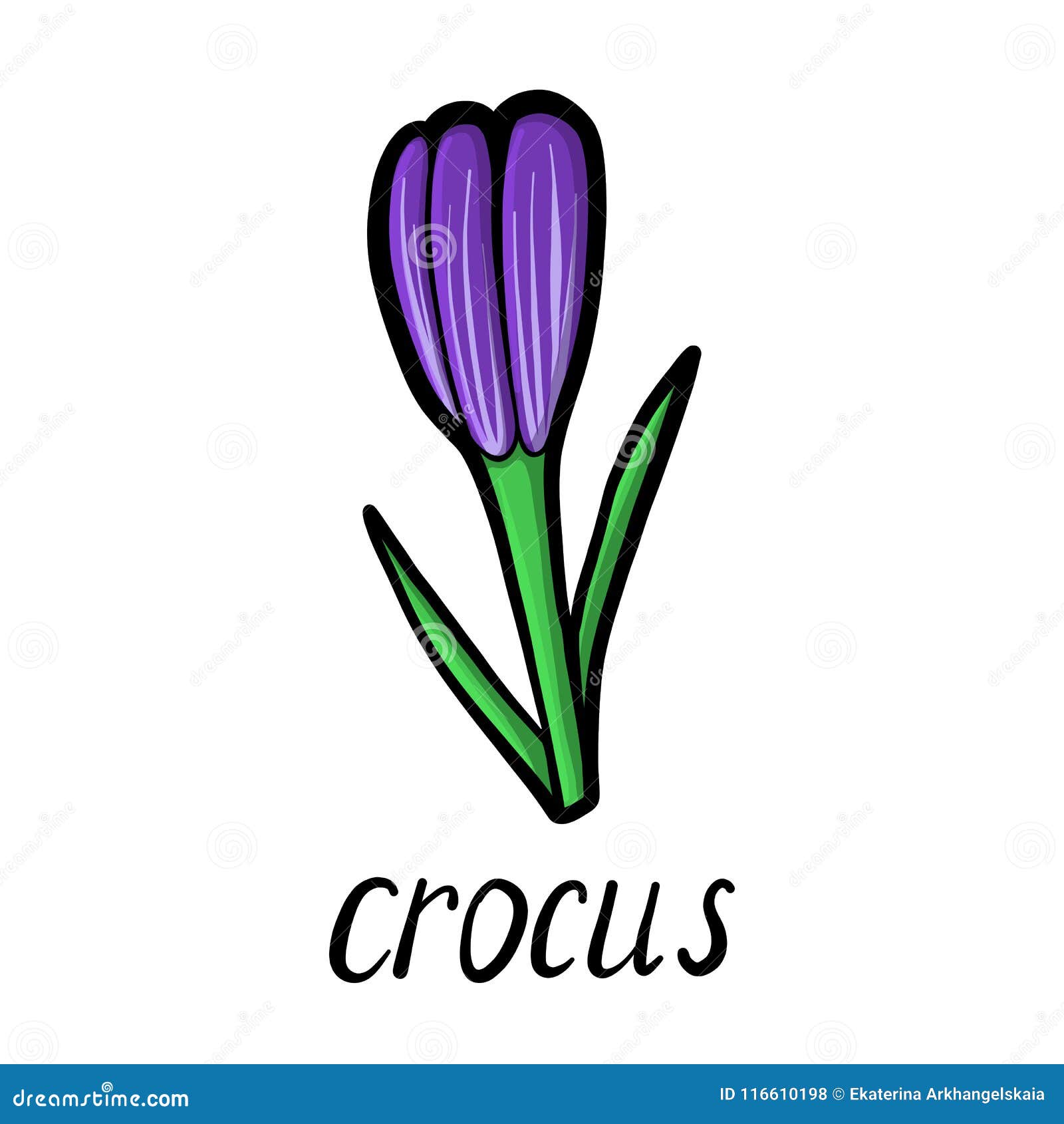 Vector flower of crocus stock vector. Illustration of bouquet - 116610198