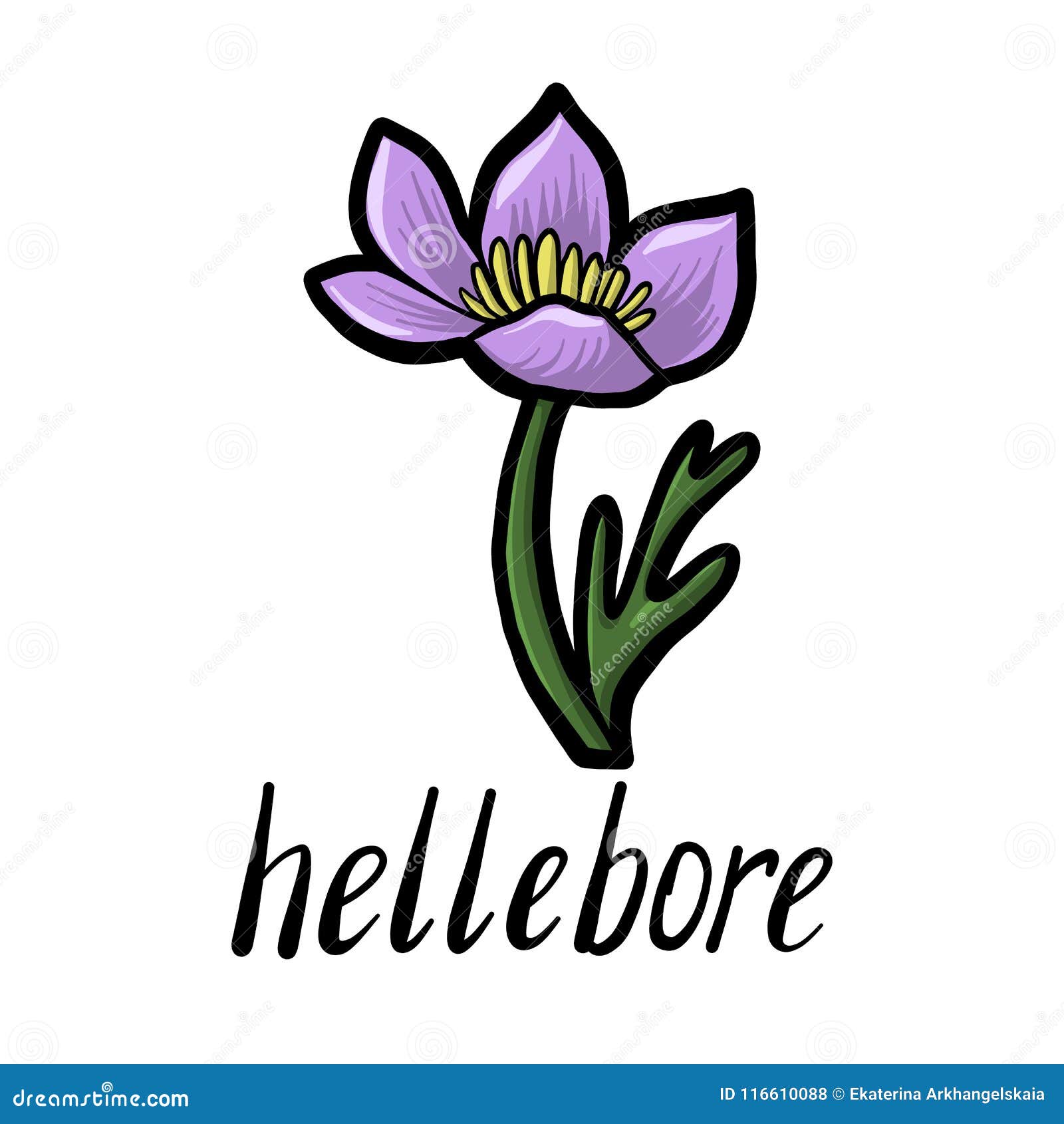 Vector flower of hellebore stock vector. Illustration of field - 116610088