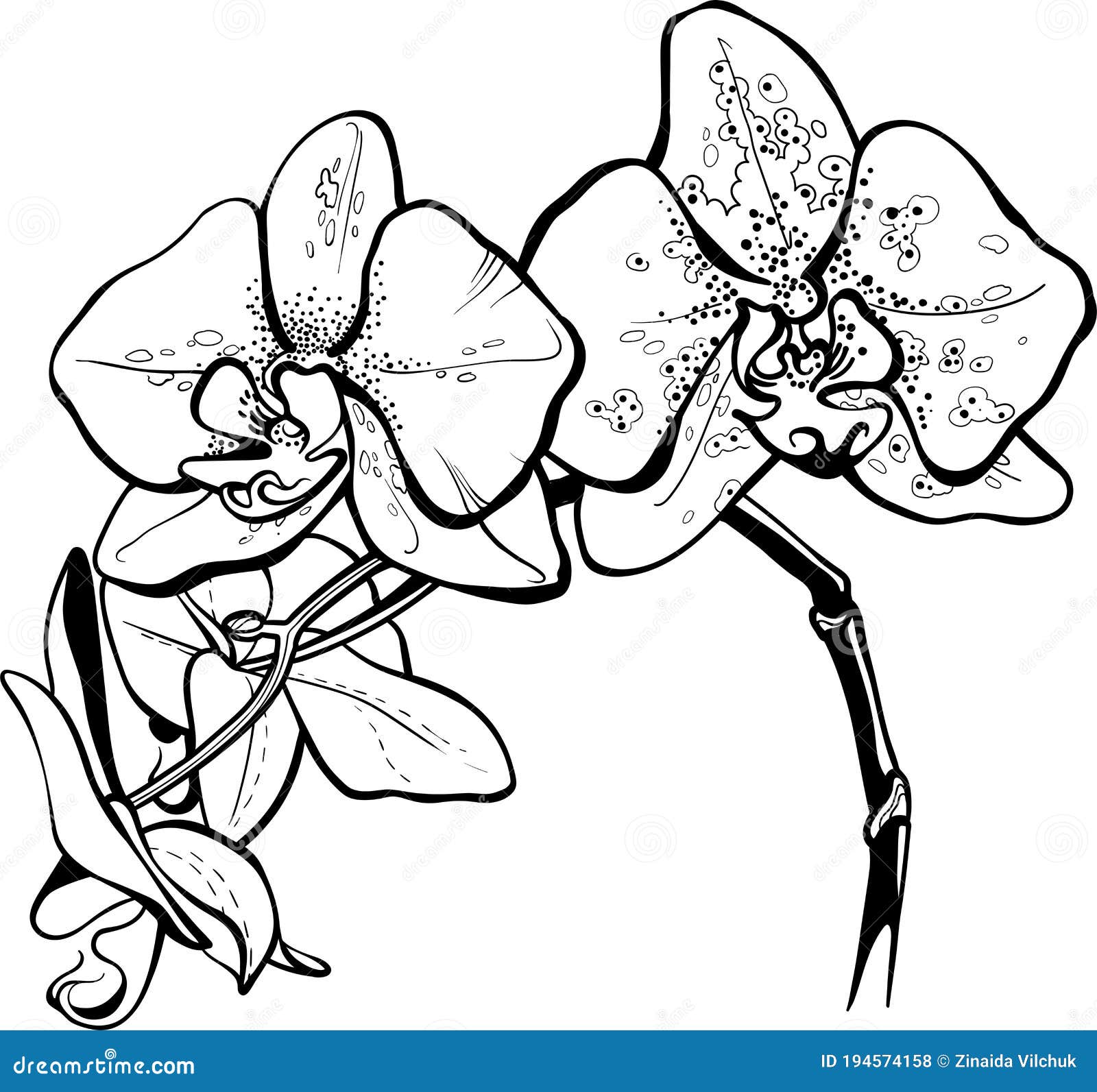 Vector Flower Orchid. Element for Design Stock Vector - Illustration of ...