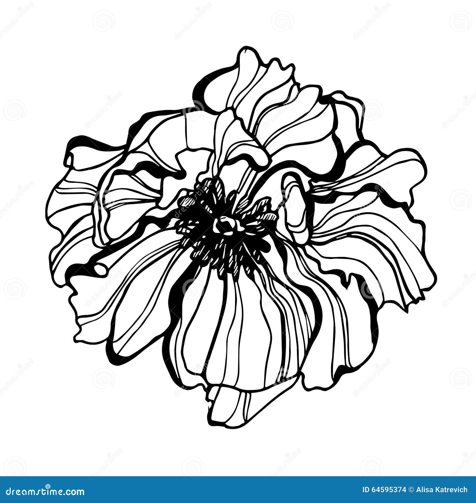 Vector Flower Scetch Detailed Hand Drawn Poppy Stock Vector ...