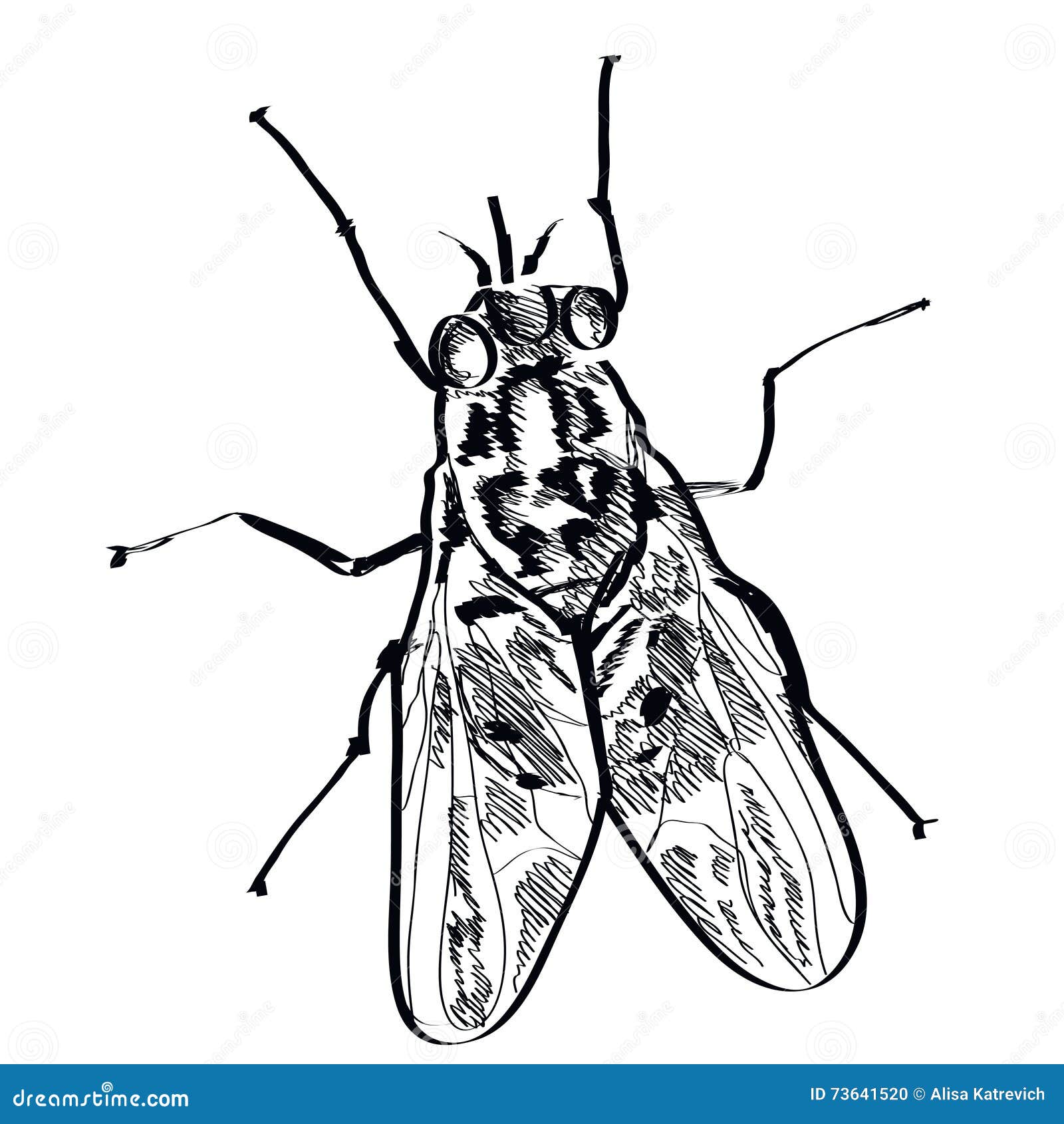 Vector Fly Insect Hand Drawn on a Background. Stock Vector ...