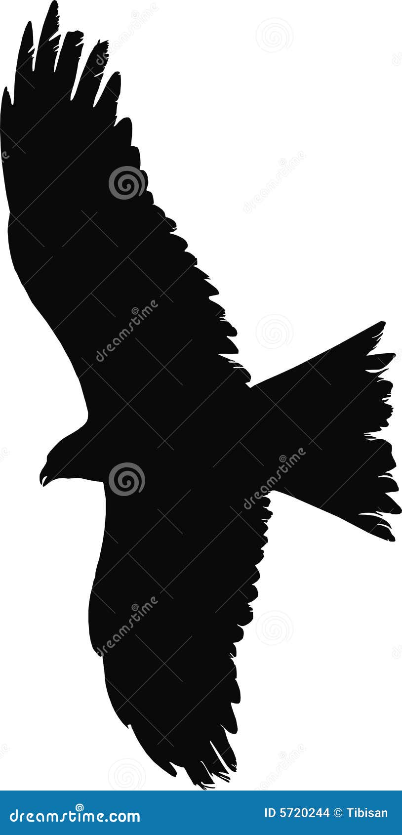 Vector Flying raptor stock vector. Illustration of isolated - 5720244