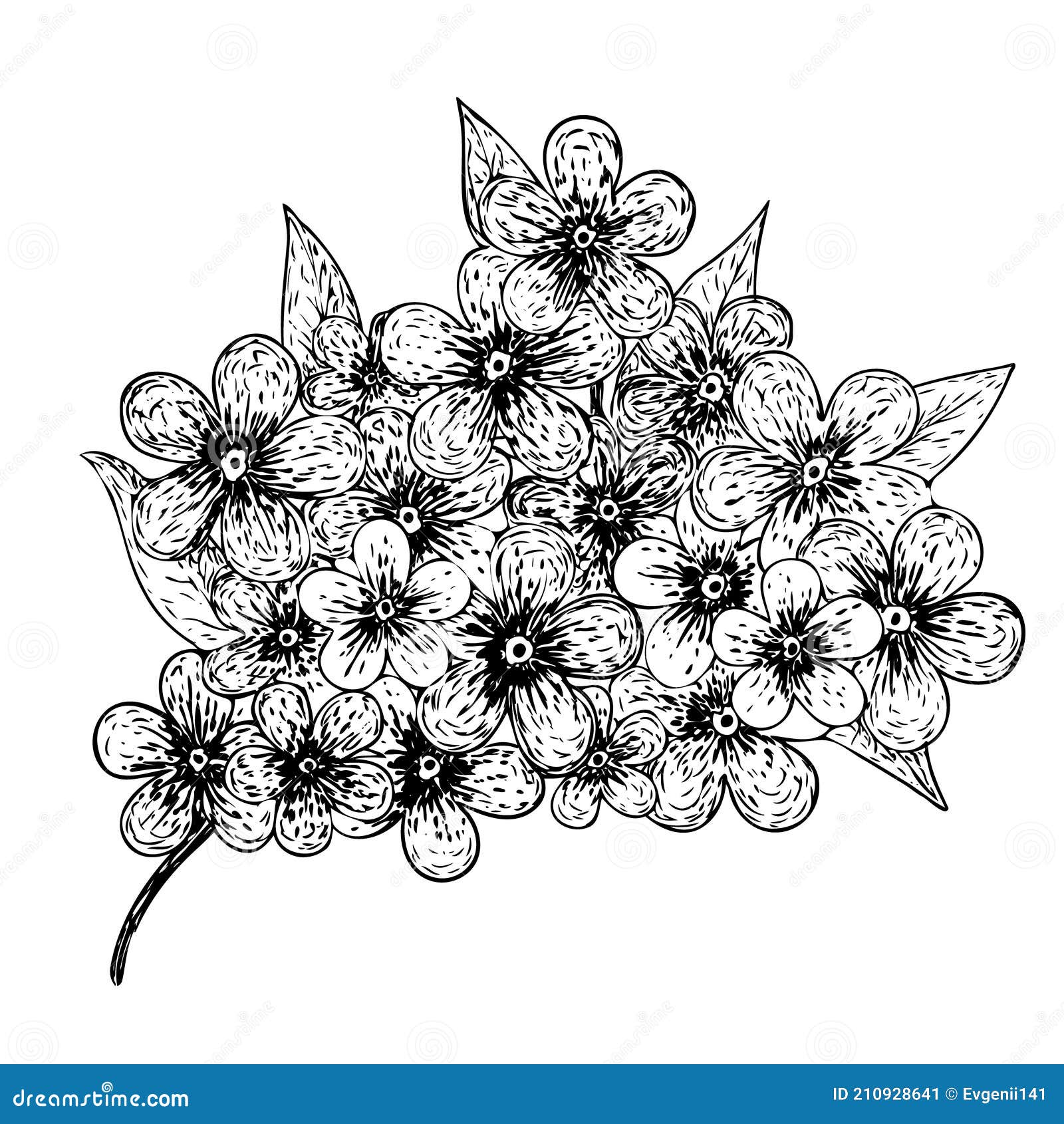 Vector Forget-me-not Flowers. Realistic, Hand-drawn, Detailed Floral ...