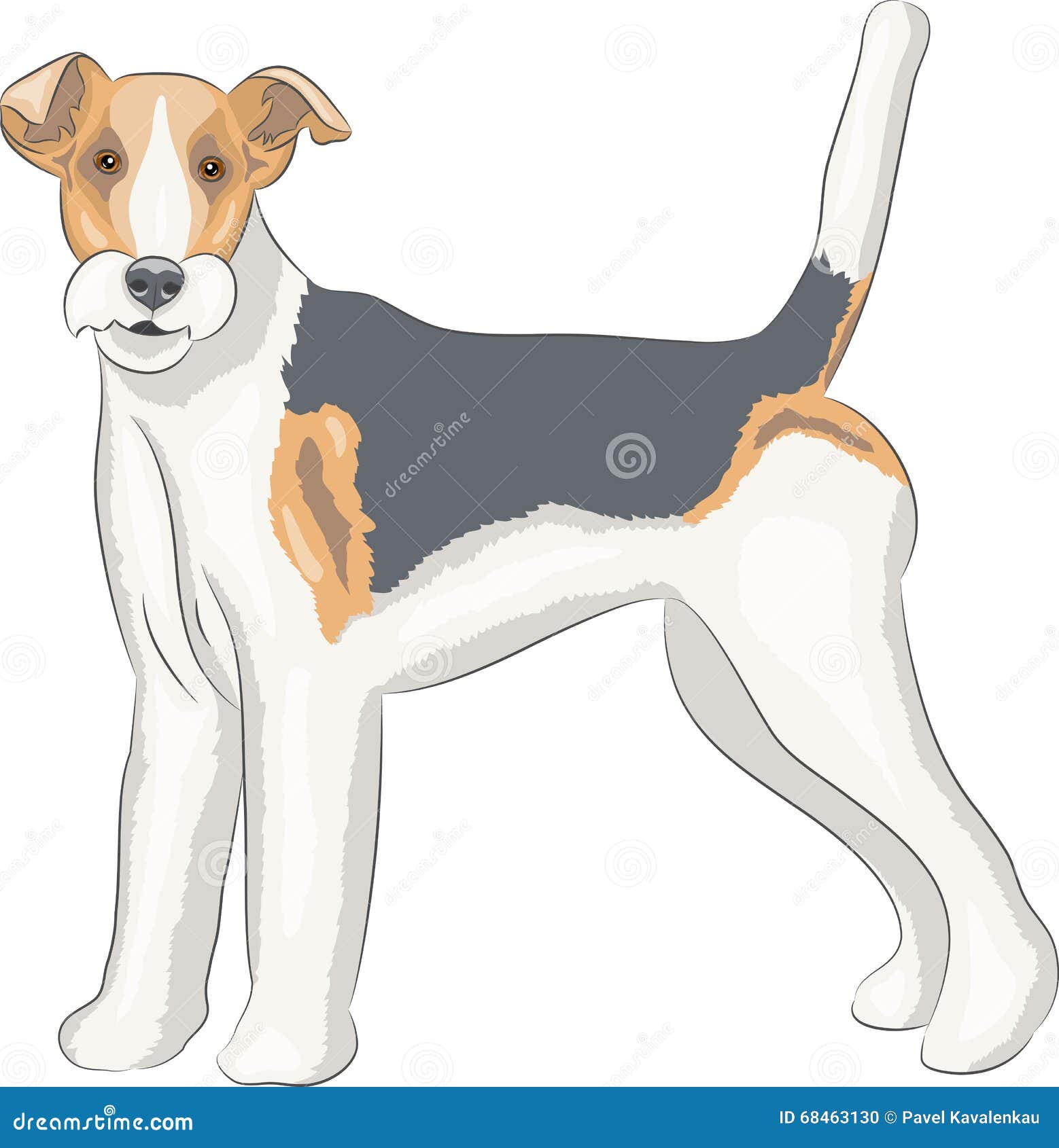 Vector. Fox terrier. stock vector. Illustration of breed - 68463130