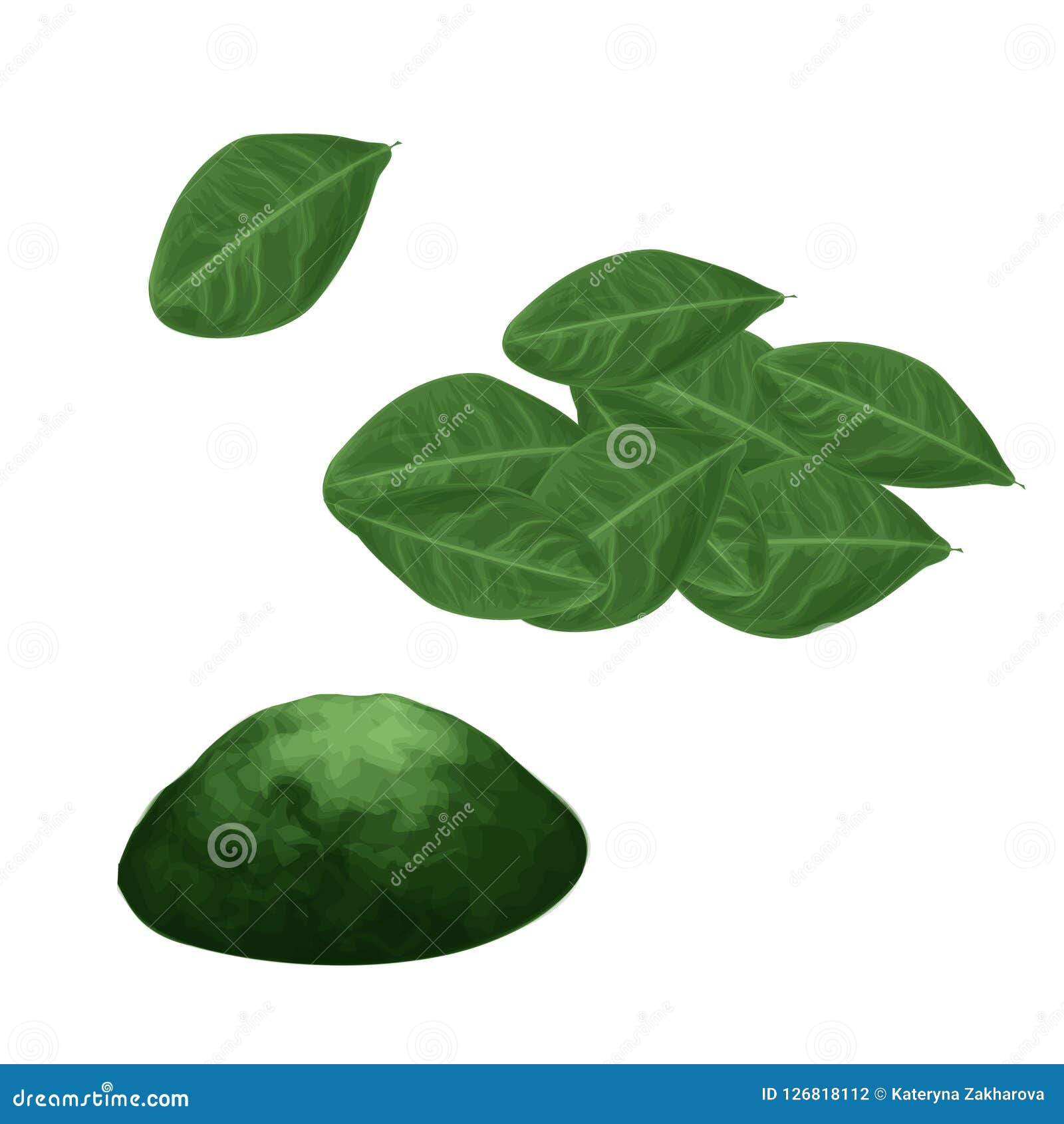 Vector Fresh Leaves on a White Background, Sets for Spices. Stock ...