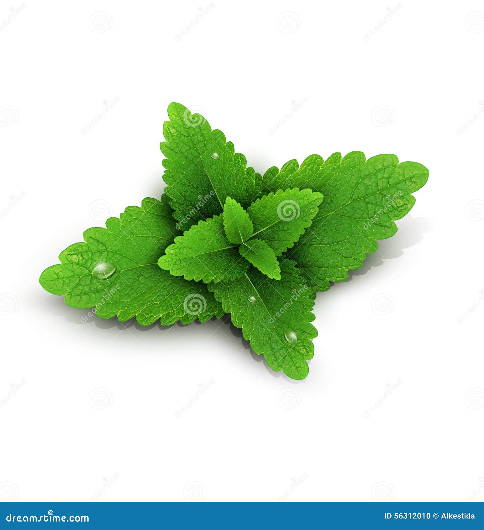 Vector fresh mint leaves stock vector. Illustration of flavor - 56312010