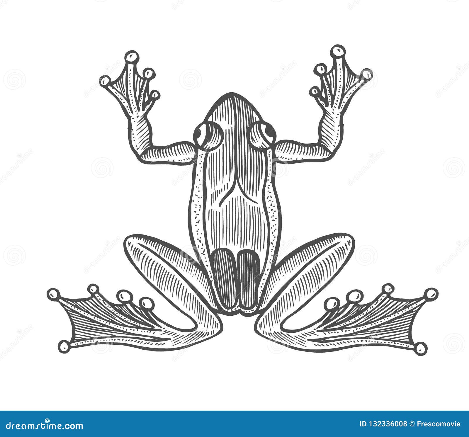 Vector frog in engraving stock vector. Illustration of doodle - 132336008