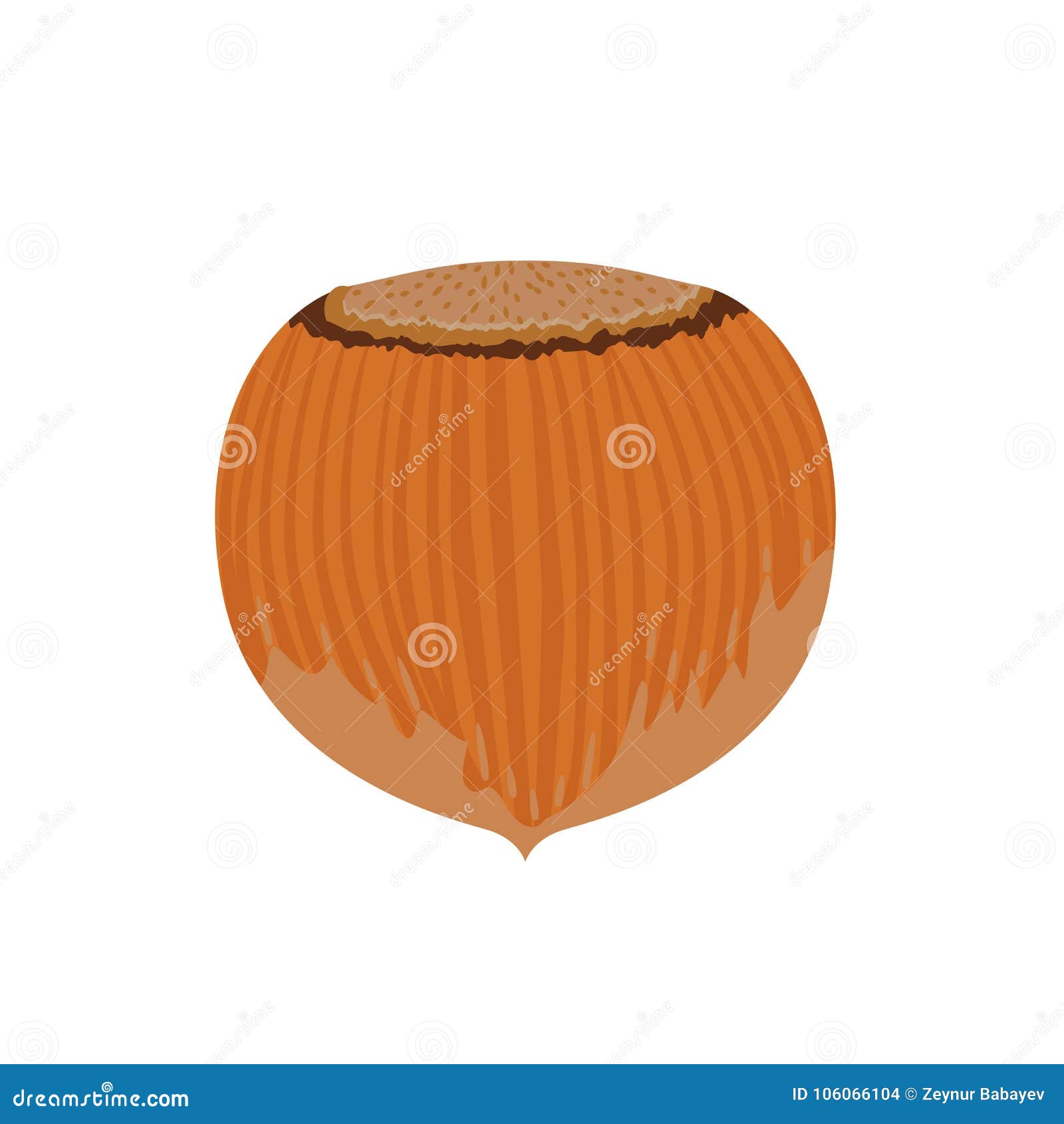 Unpeeled Hazelnut And Cut In Half Inside Longitudinal Section Cartoon ...