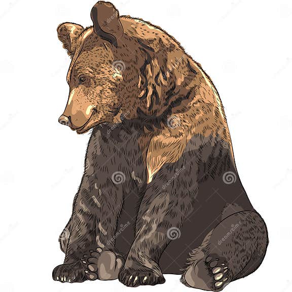 Vector funny bear sitting stock vector. Illustration of beast - 39562046