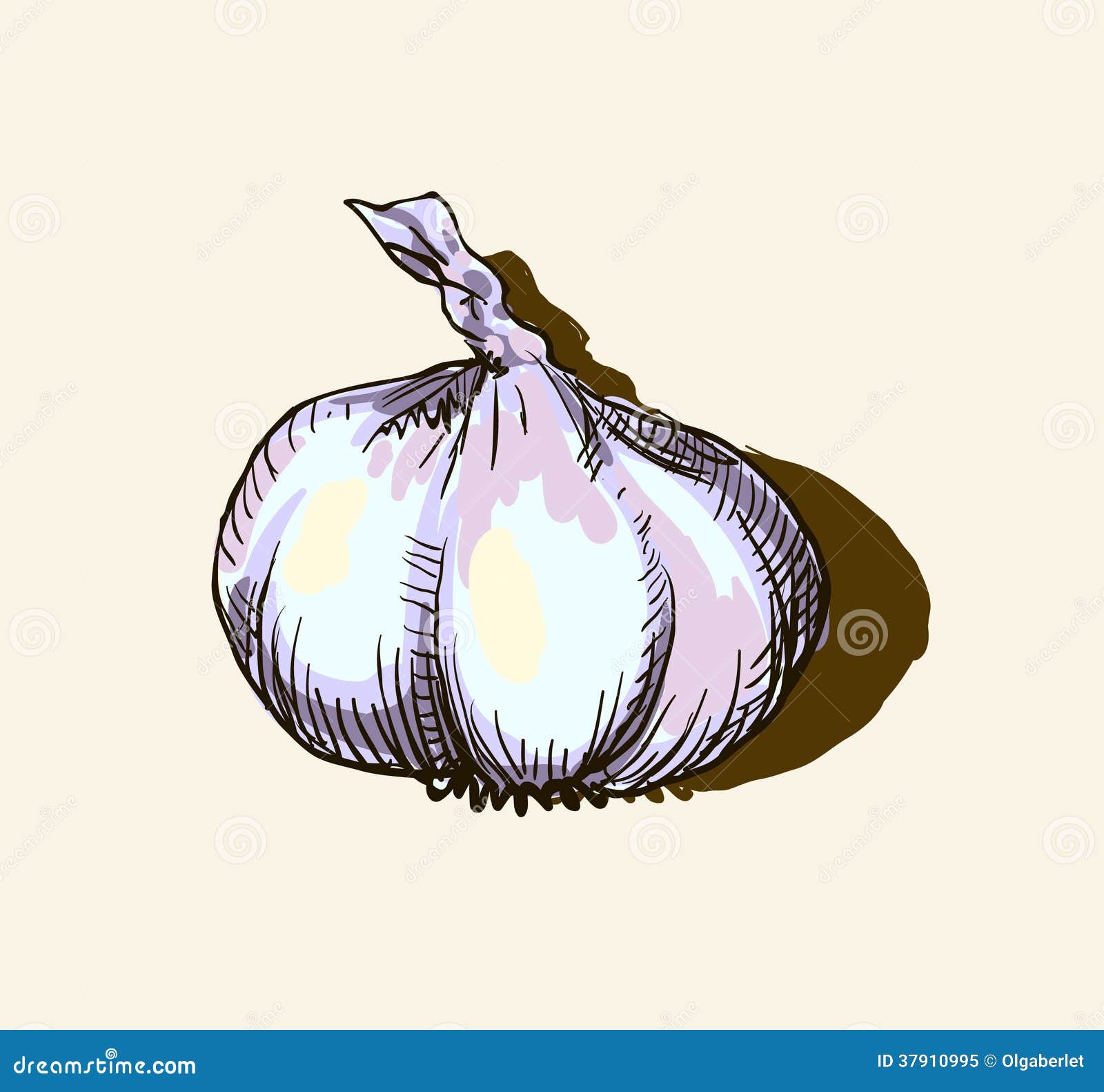 Vector garlic stock illustration. Illustration of organic - 37910995