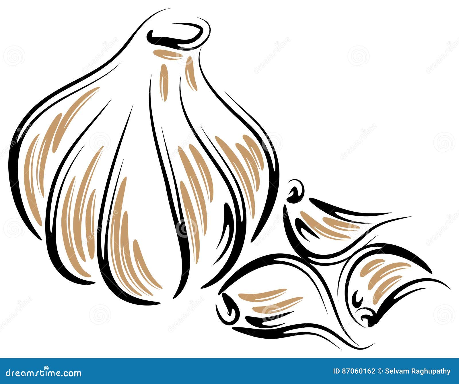 Vector garlic stock vector. Illustration of gourmet, aromatic - 87060162