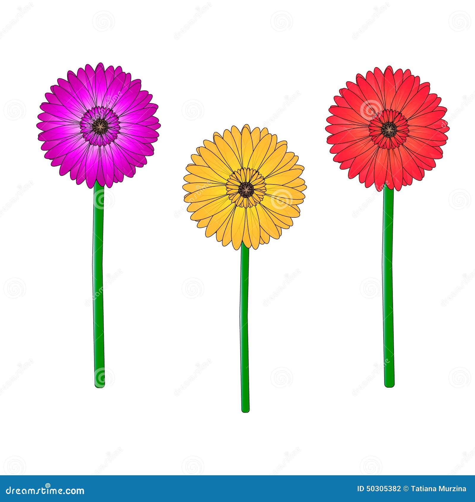 Vector gerbera stock vector. Illustration of chrysanthemum - 50305382