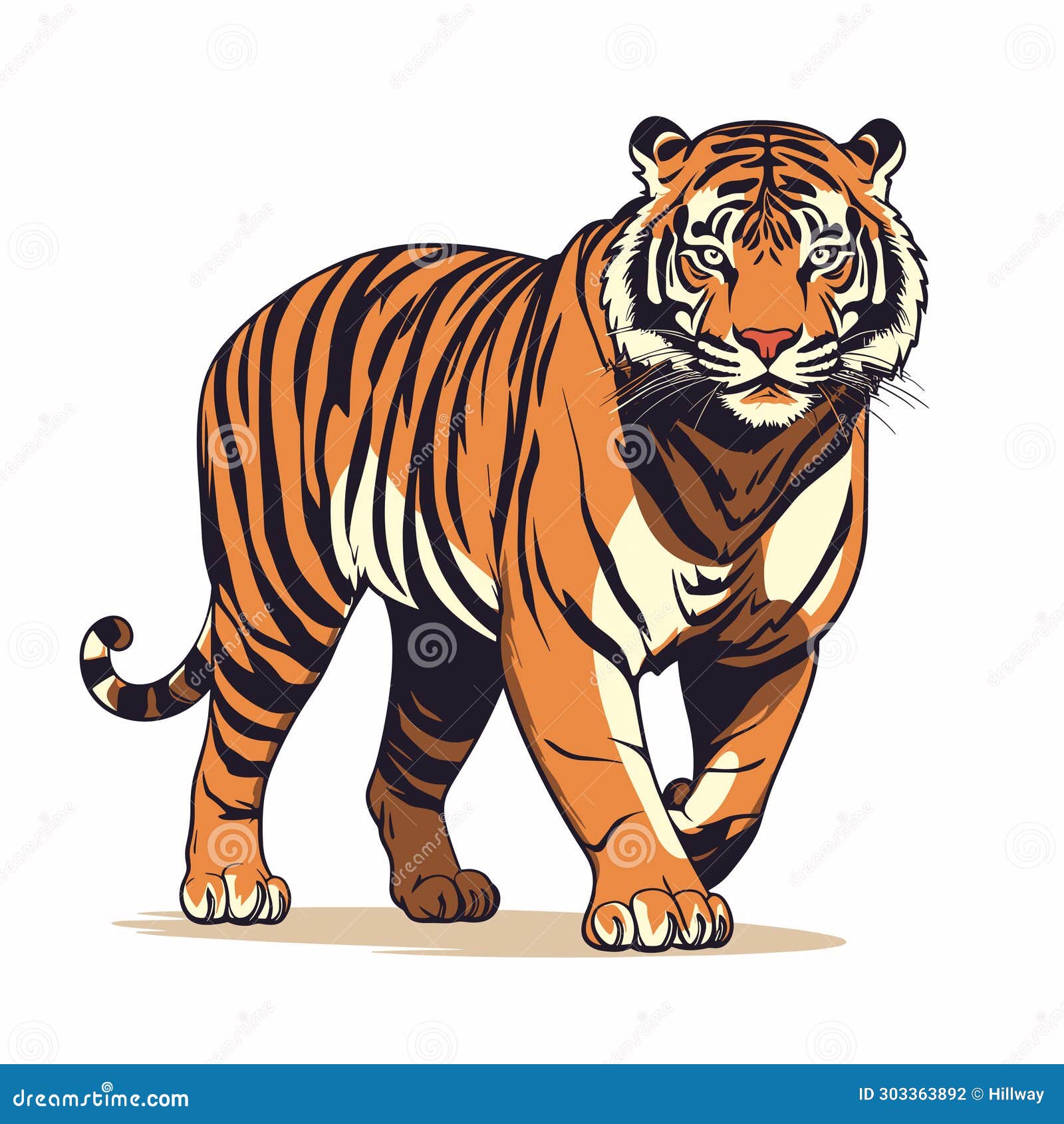Vector Giant Tiger. Tiger Drawing Full Body Stock Photo - Image of ...