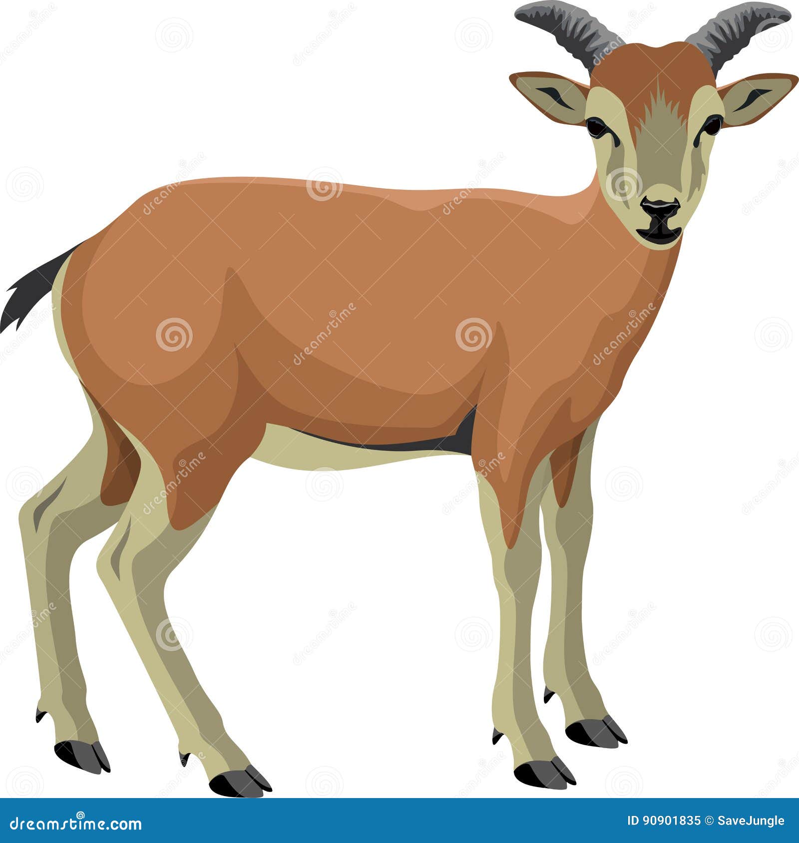 Vector Goat Urial stock vector. Illustration of goat - 90901835