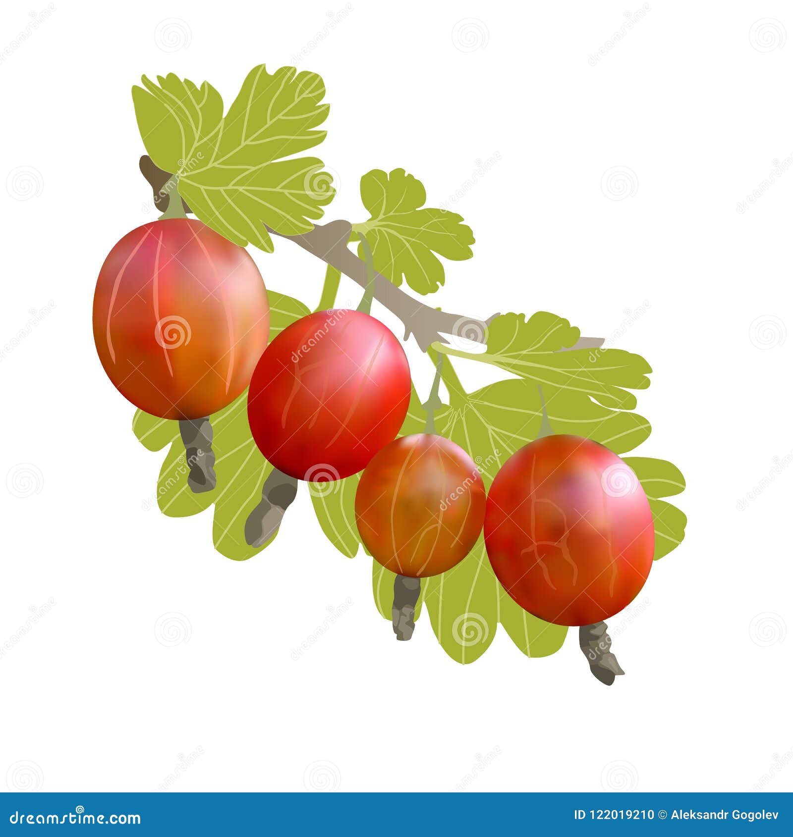 Vector Gooseberry Colorful Illustration Isolated on White Background ...