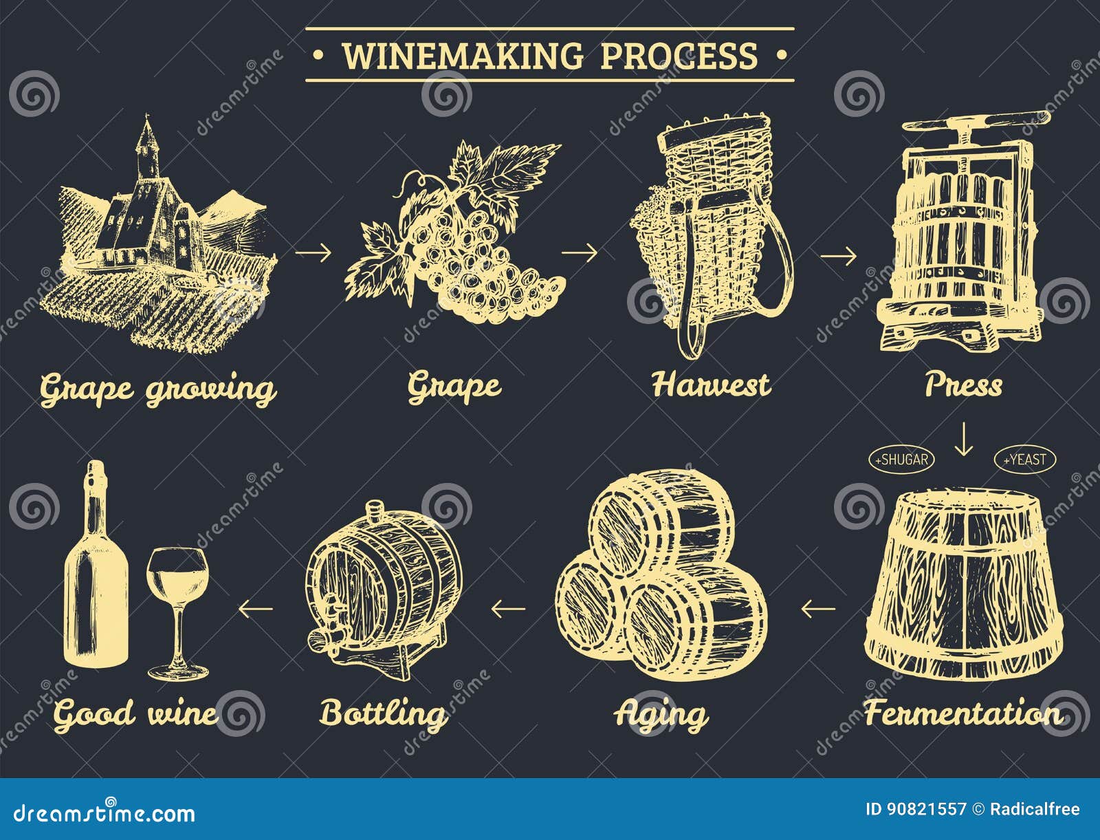 Vector Grape Infographics with Illustrations of Winery Process ...