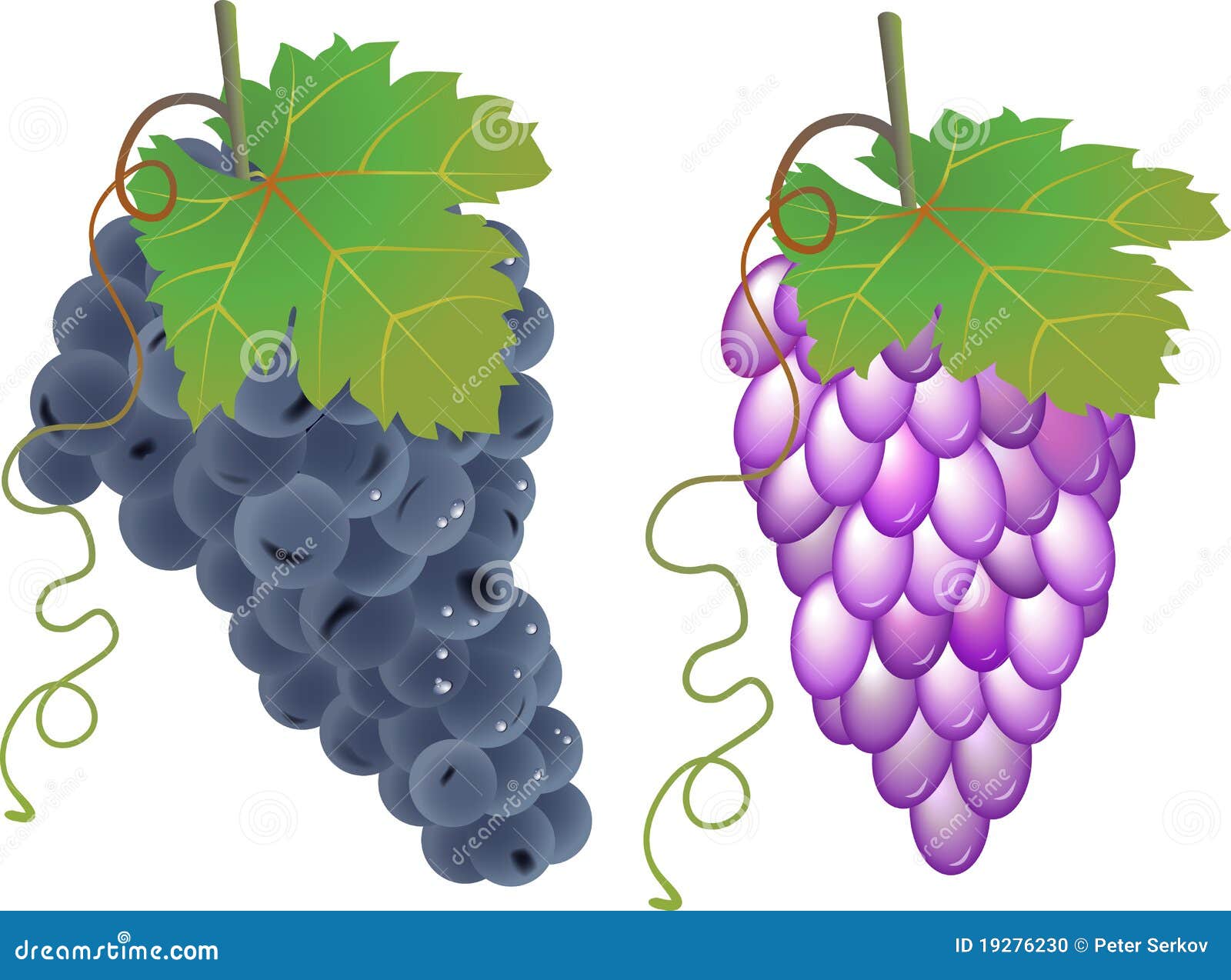 Vector Grapes stock vector. Illustration of grapes, fresh - 19276230