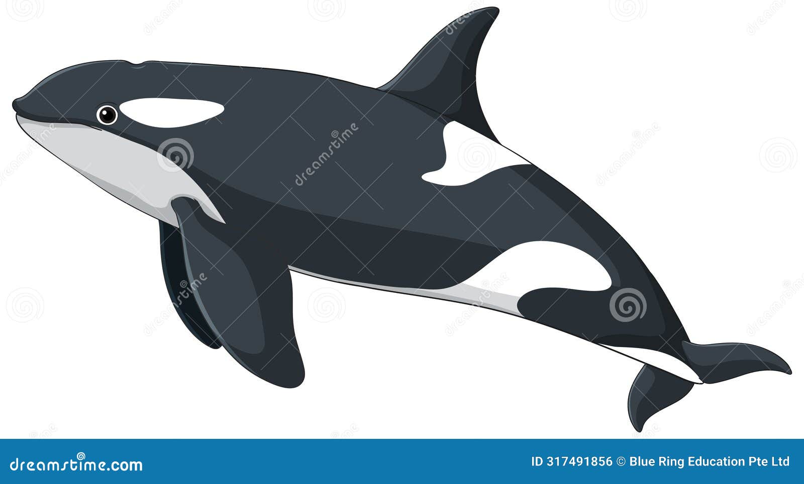 A black and white orca stock vector. Illustration of simple - 317491856