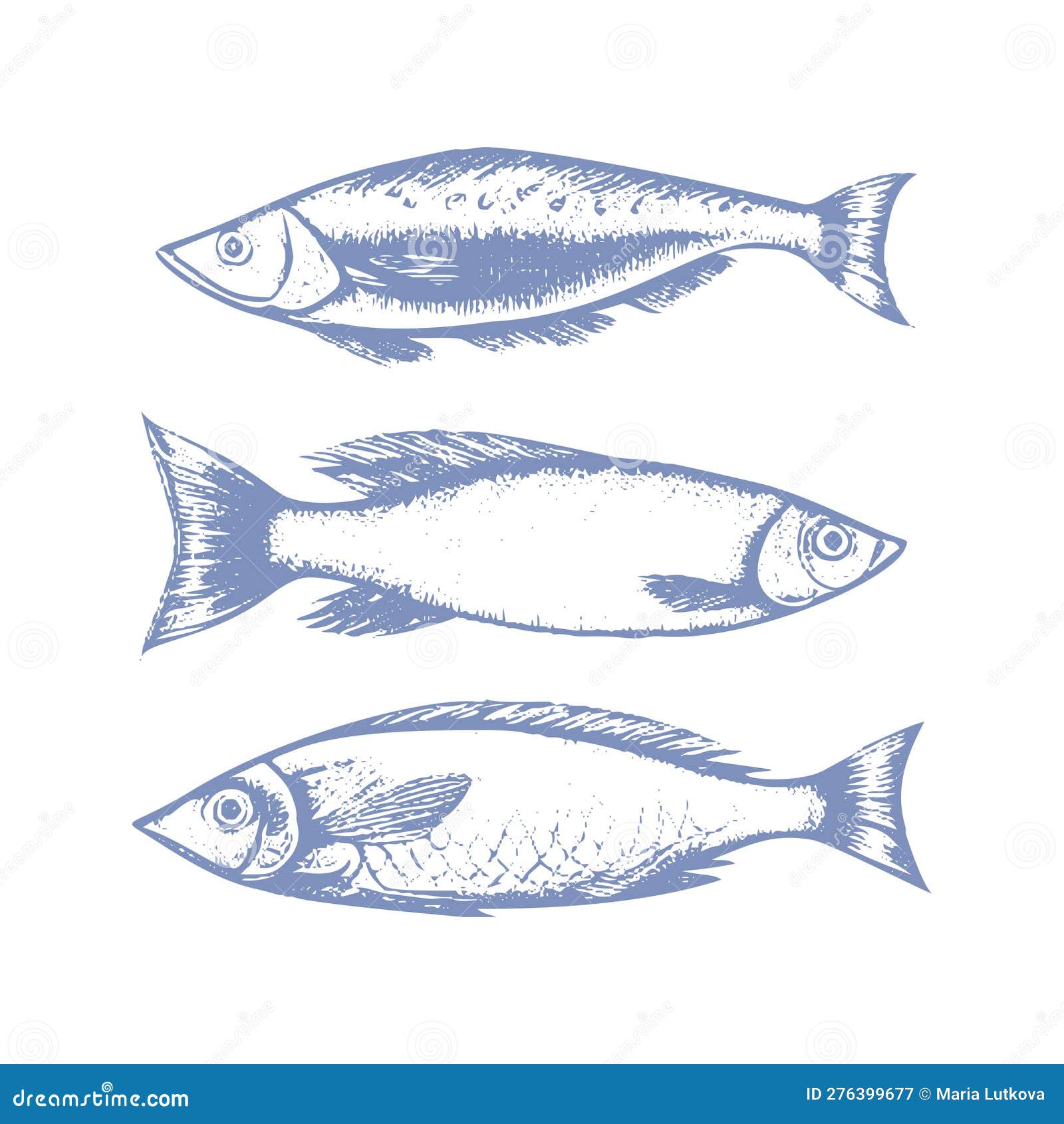 Vector Sprat. Sketch-style Small Sea Sardine Isolated Black Outline ...