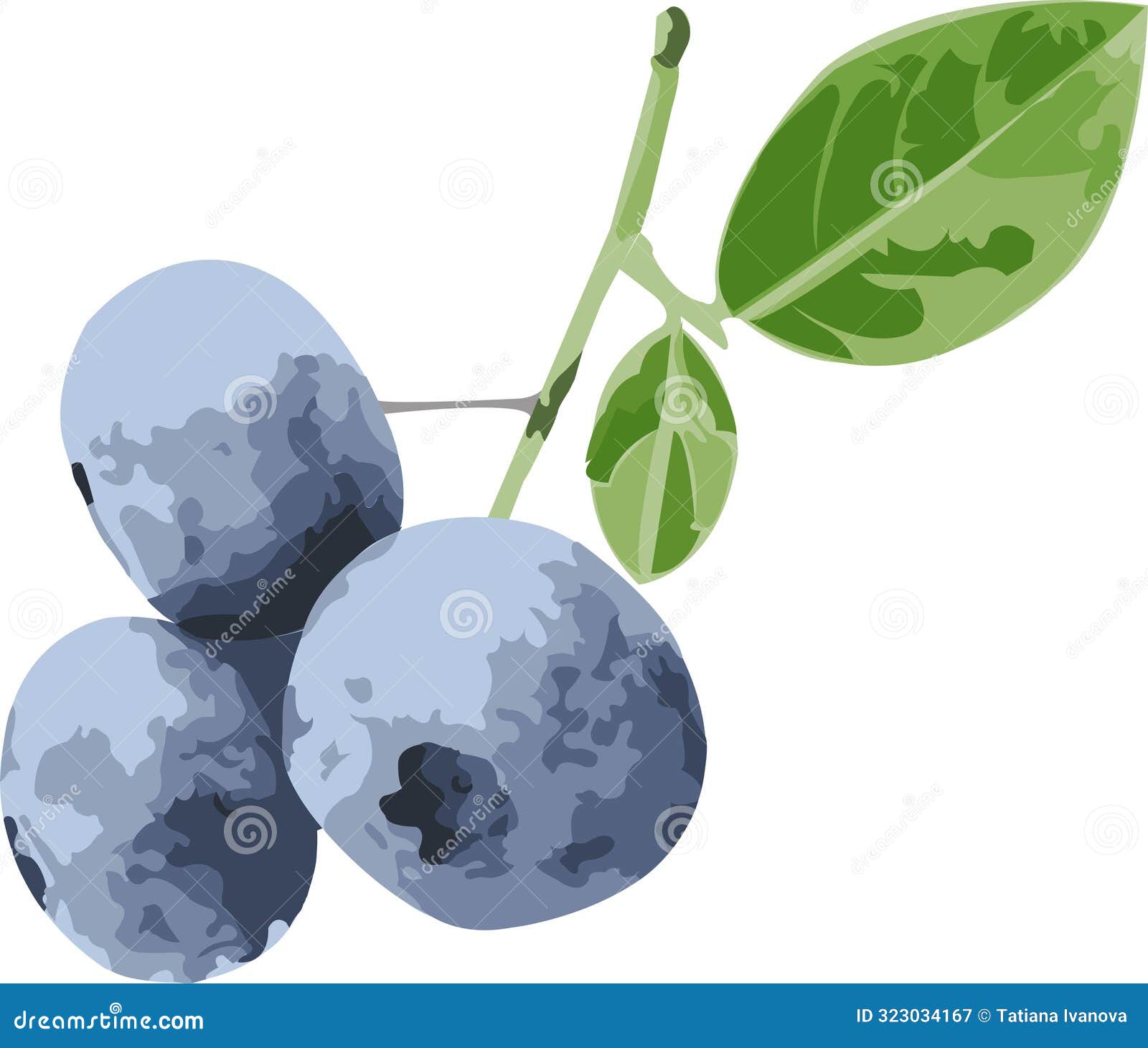 Blueberry Graphic Design Element Set. Colored Fruit Vector Illustration ...