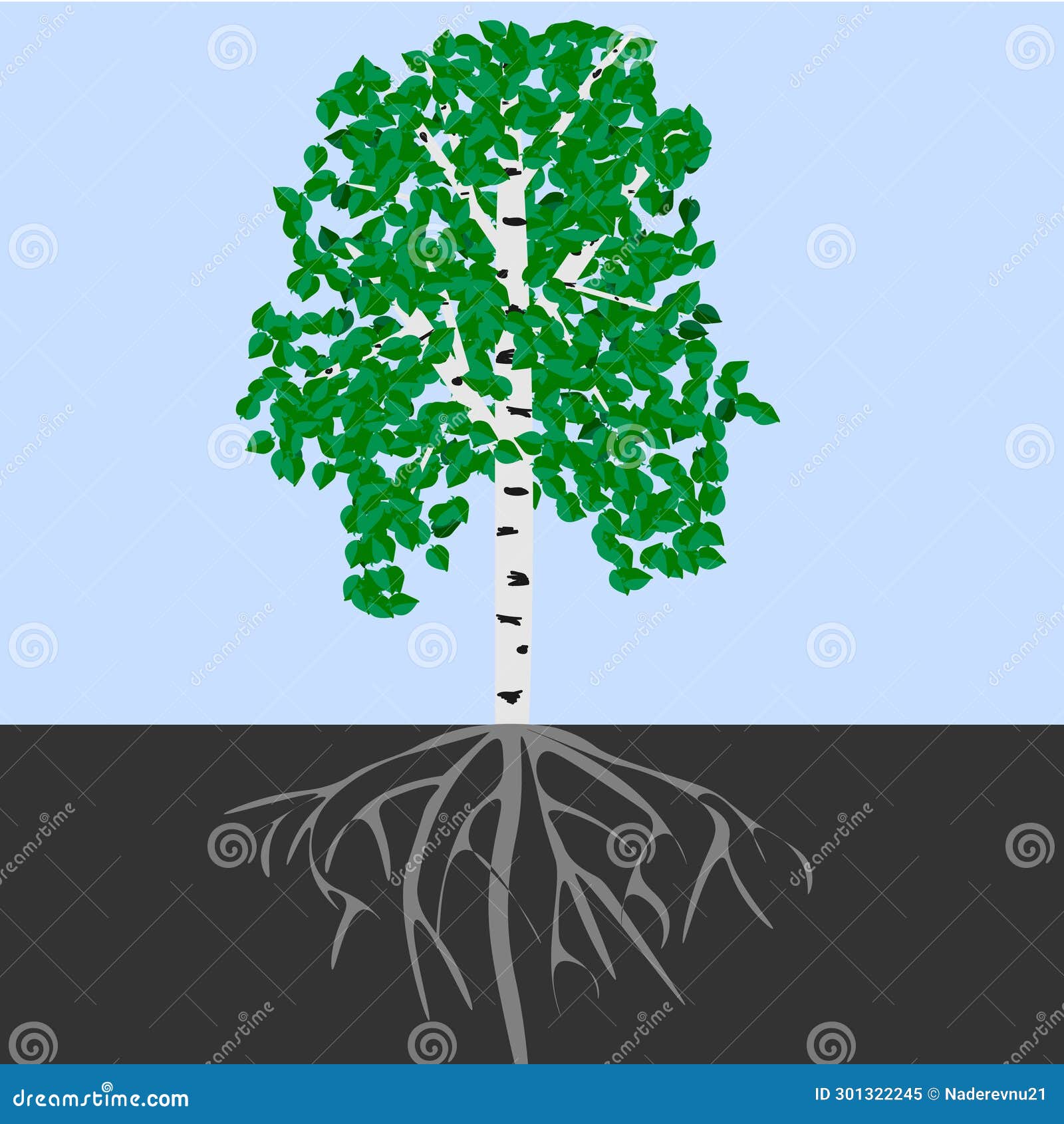 A birch tree with roots stock vector. Illustration of branch - 301322245