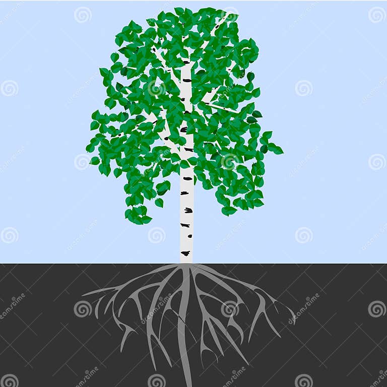 A birch tree with roots stock vector. Illustration of branch - 301322245