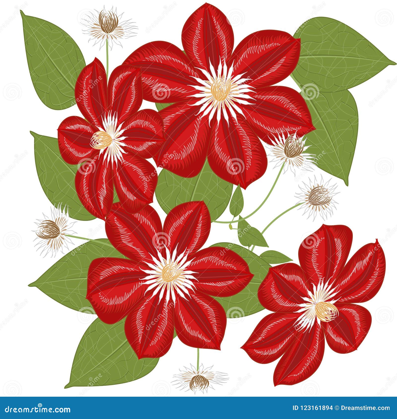 Flower Of Clematis Paniculata Vintage Illustration Cartoon Vector ...