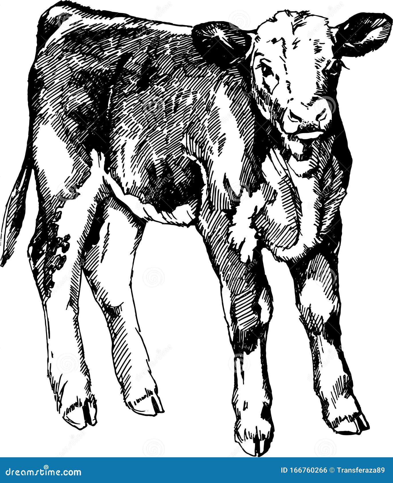 Vector Cow And Calf Silhouettes In Different Poses. Set Of Cows ...