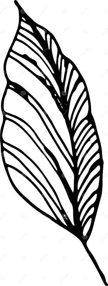 Vector Graphics Line Art Sheet, Hand-drawn. Leaves Highlighted on a ...