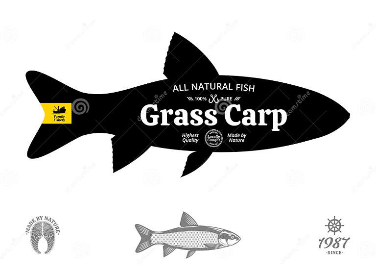 Vector Grass Carp Seafood Label Stock Vector - Illustration of ...